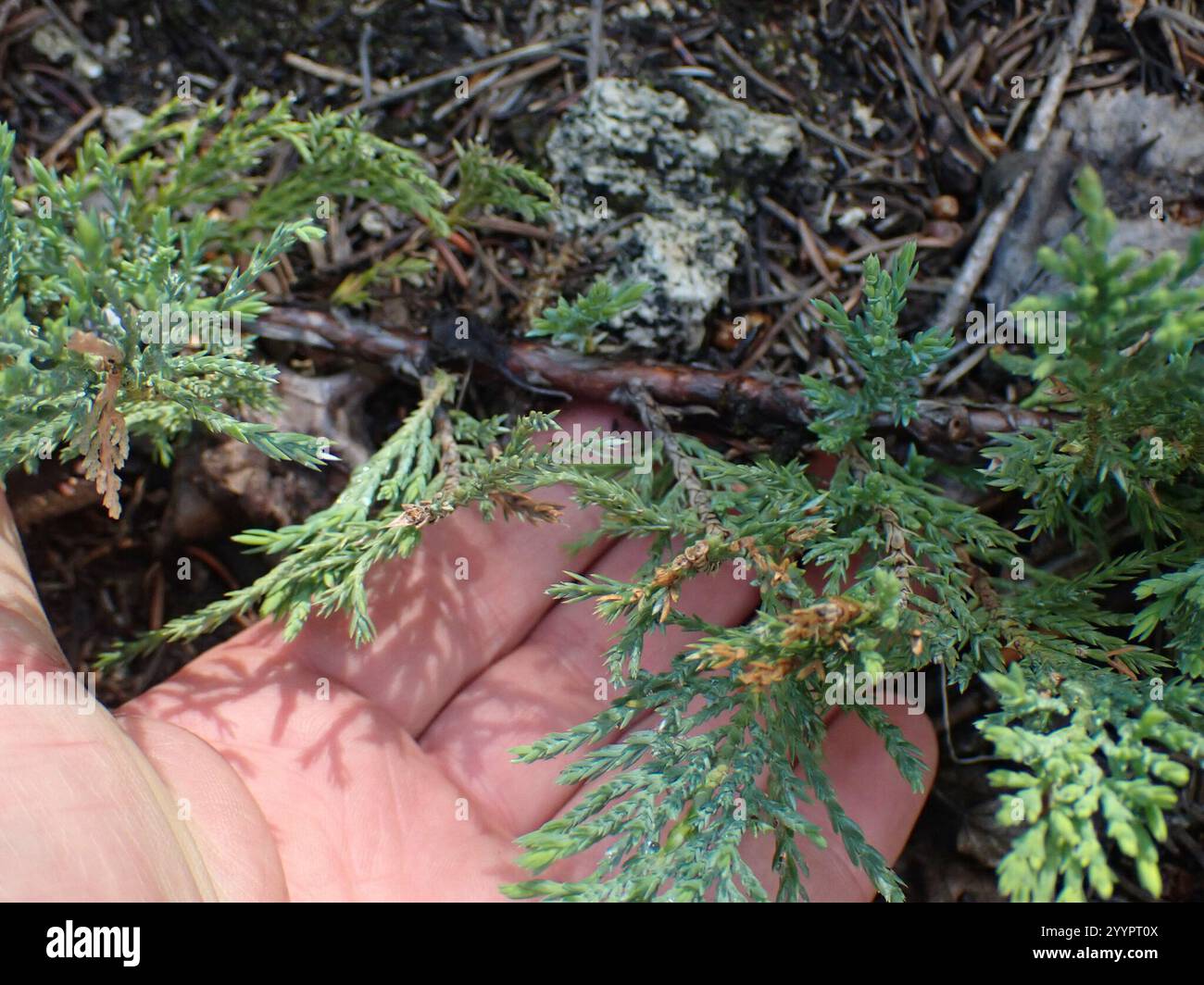 creeping juniper (Juniperus horizontalis Stock Photo - Alamy