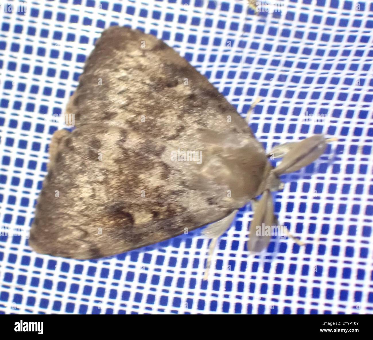 Spongy Moth (Lymantria dispar Stock Photo - Alamy