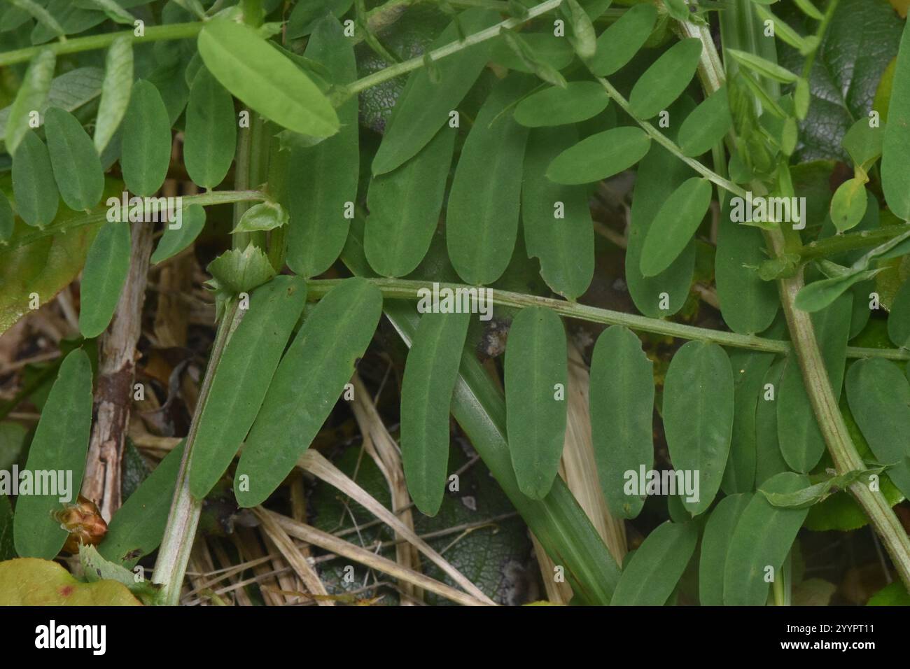 giant vetch (Vicia gigantea Stock Photo - Alamy
