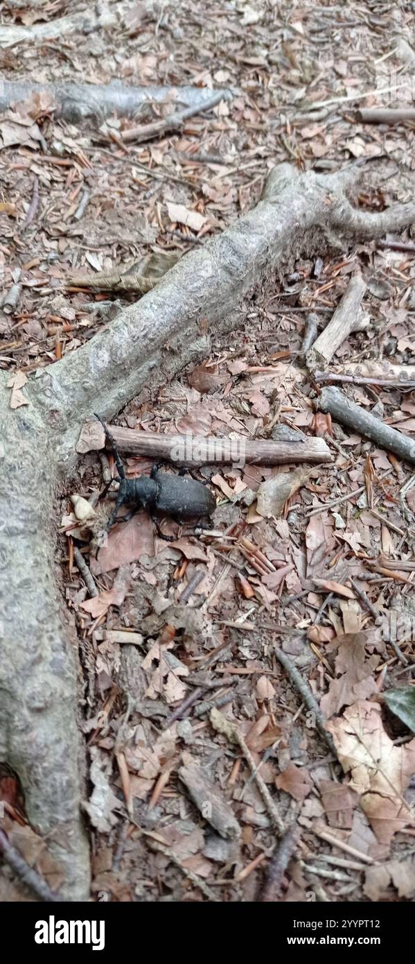 Weaver beetle (Lamia textor Stock Photo - Alamy