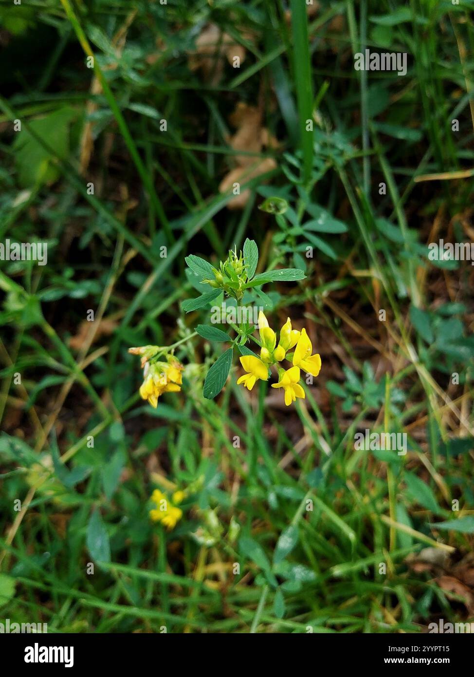 sickle alfalfa (Medicago falcata Stock Photo - Alamy