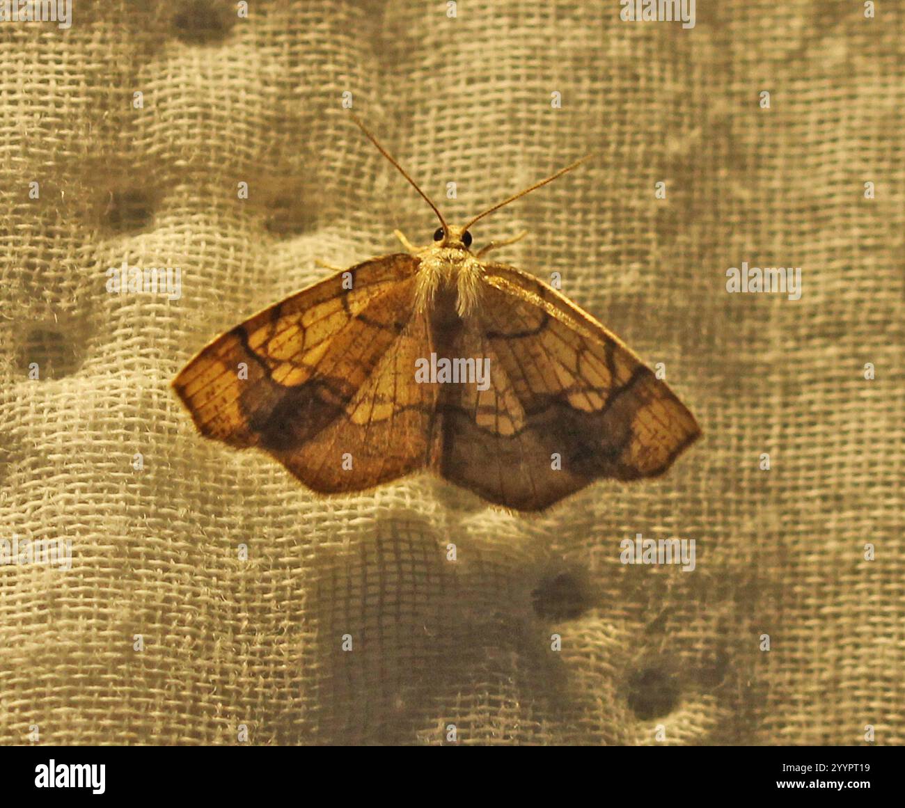 Horned spanworm hi-res stock photography and images - Alamy