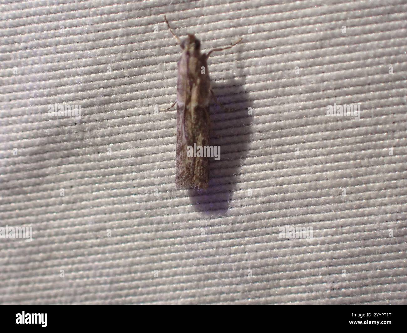 Dusky Raisin Moth (Ephestiodes gilvescentella Stock Photo - Alamy