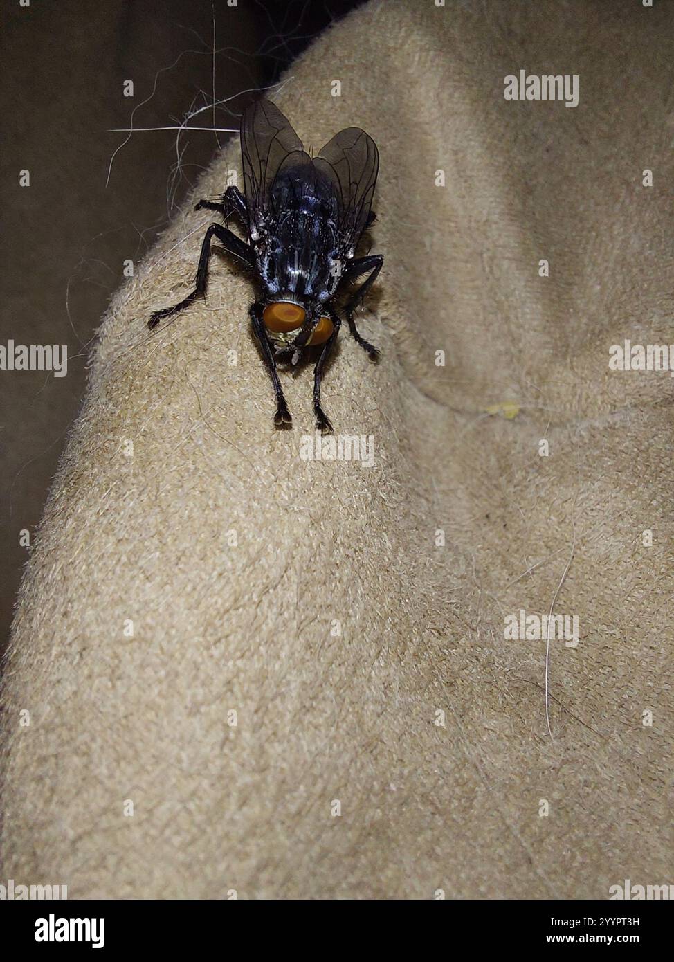 Common Flesh Flies (Sarcophaga Stock Photo - Alamy