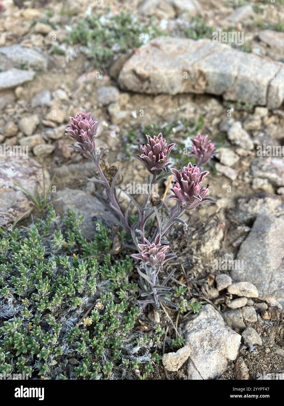 Dwarf alpine indian paintbrush hi-res stock photography and images - Alamy