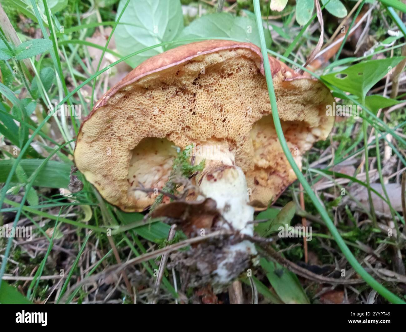 Dotted-stalked Suillus (Suillus granulatus Stock Photo - Alamy