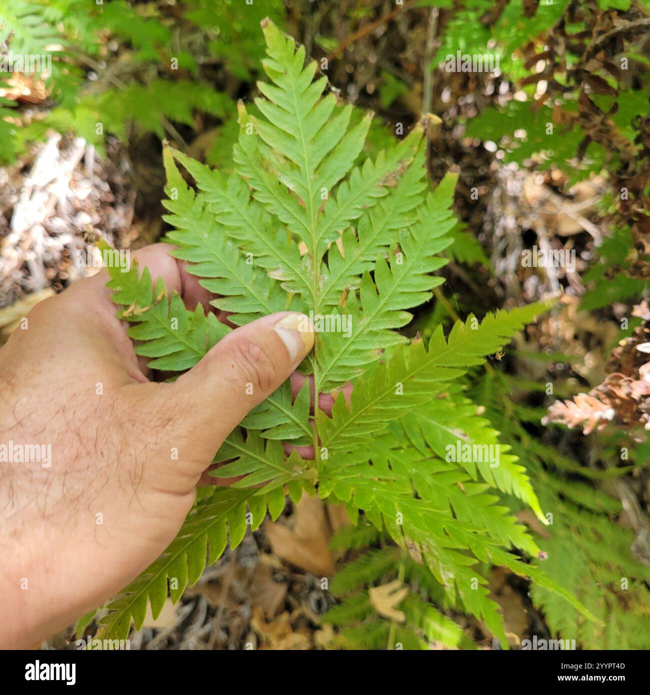 giant chain fern (Woodwardia fimbriata Stock Photo - Alamy