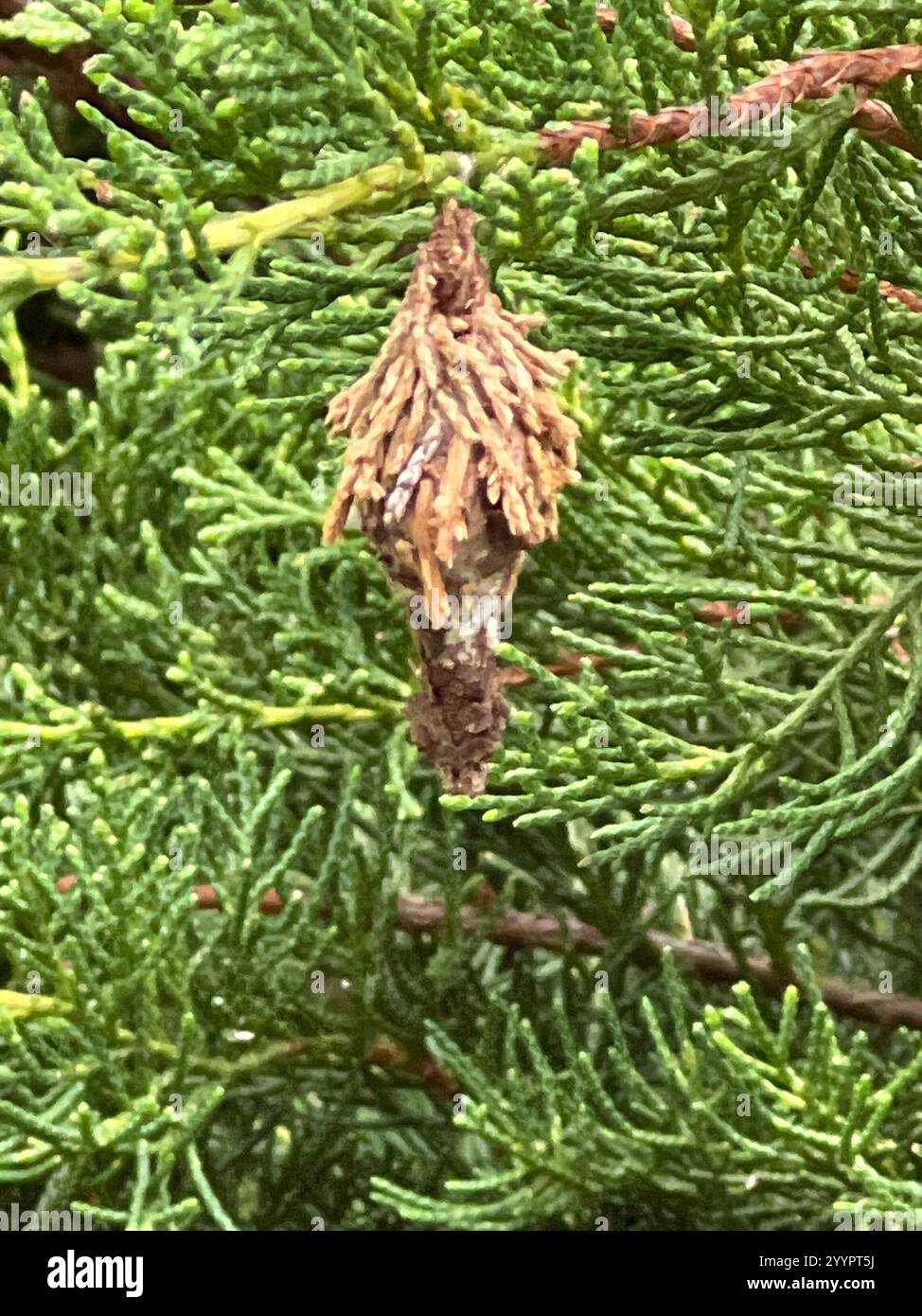 Bagworm Moths (Psychidae Stock Photo - Alamy