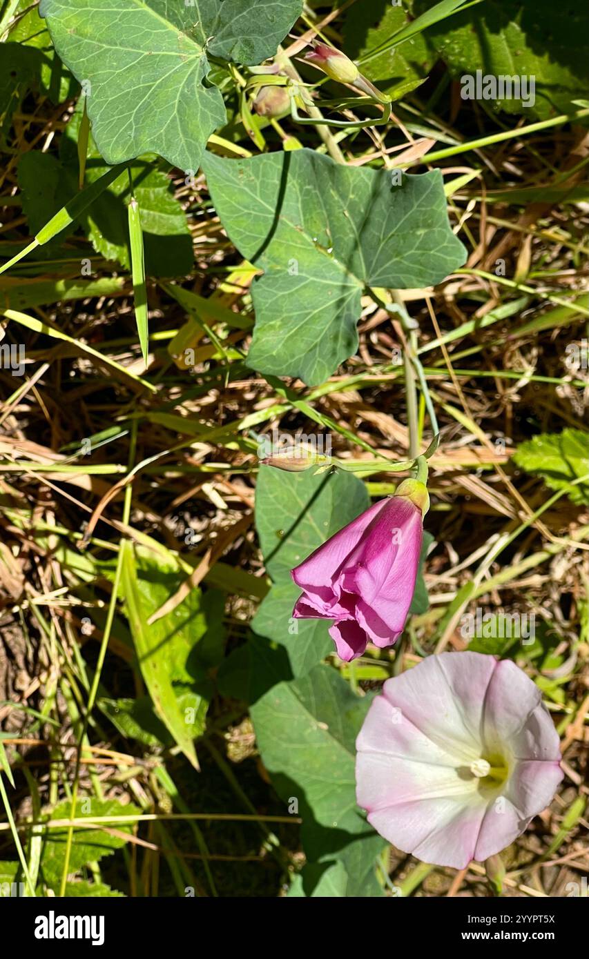 Pacific False Bindweed (Calystegia purpurata Stock Photo - Alamy