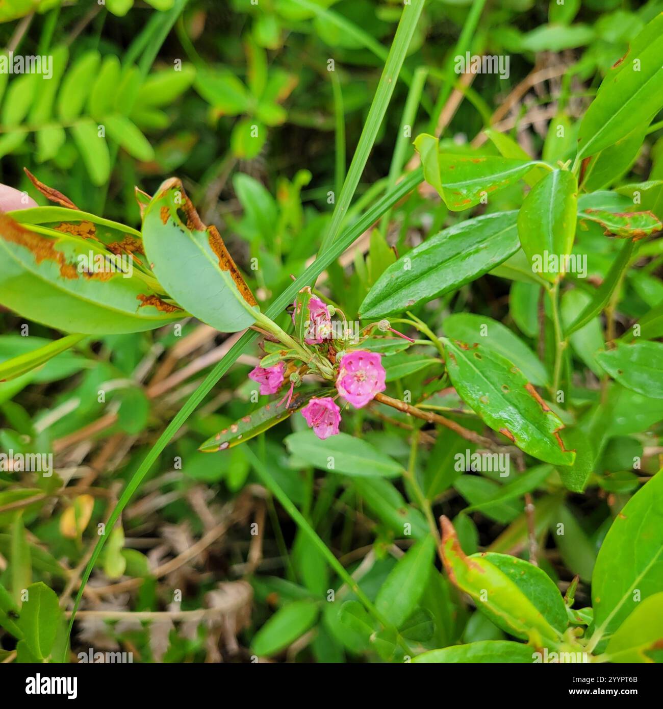 sheep laurel (Kalmia angustifolia Stock Photo - Alamy