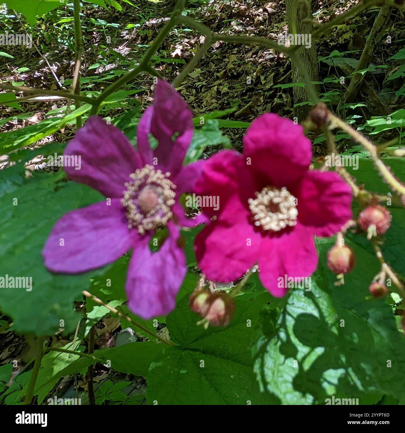 Purple flowered raspberry hi-res stock photography and images - Alamy