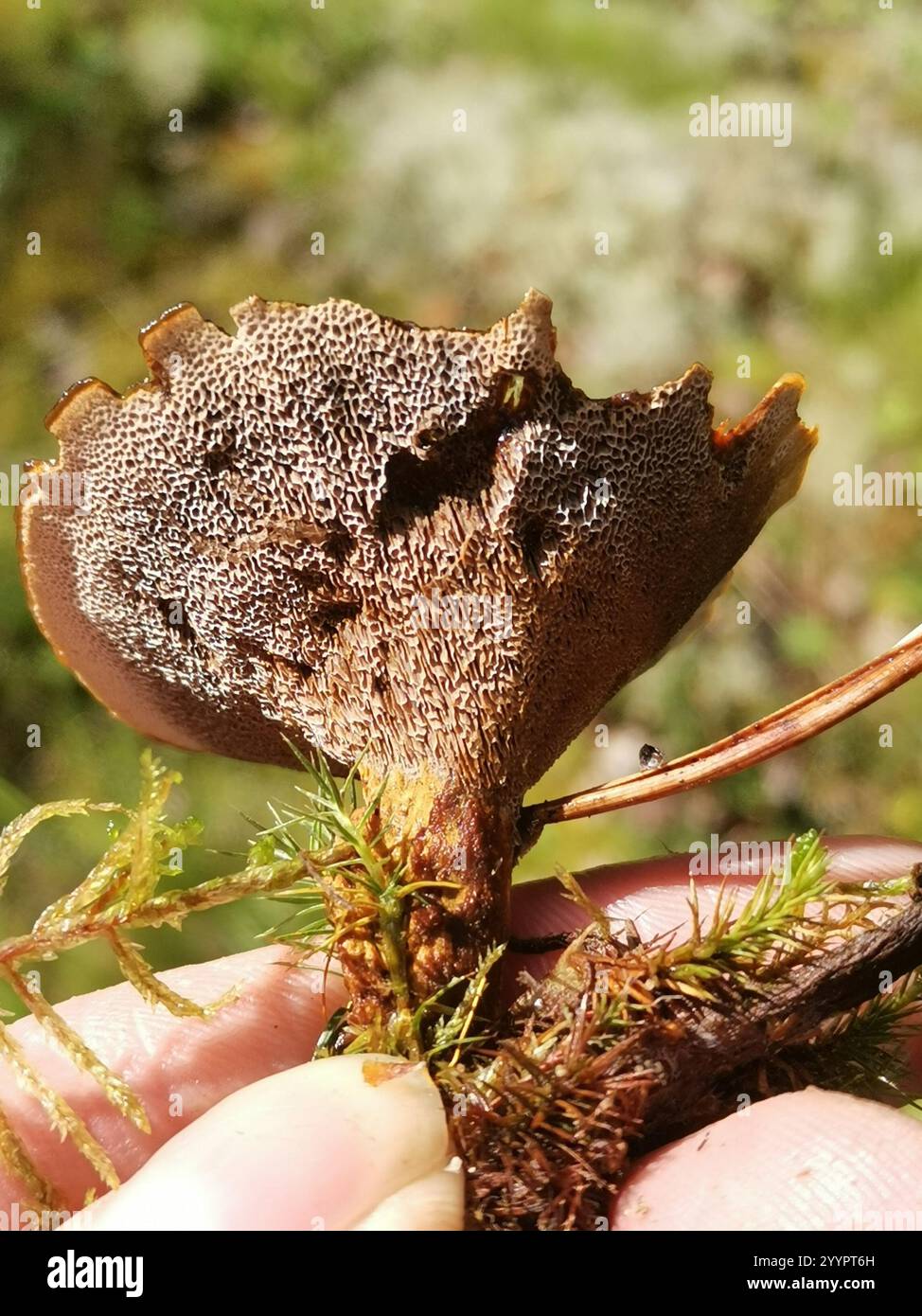 Brown Funnel Polypore (Coltricia perennis Stock Photo - Alamy
