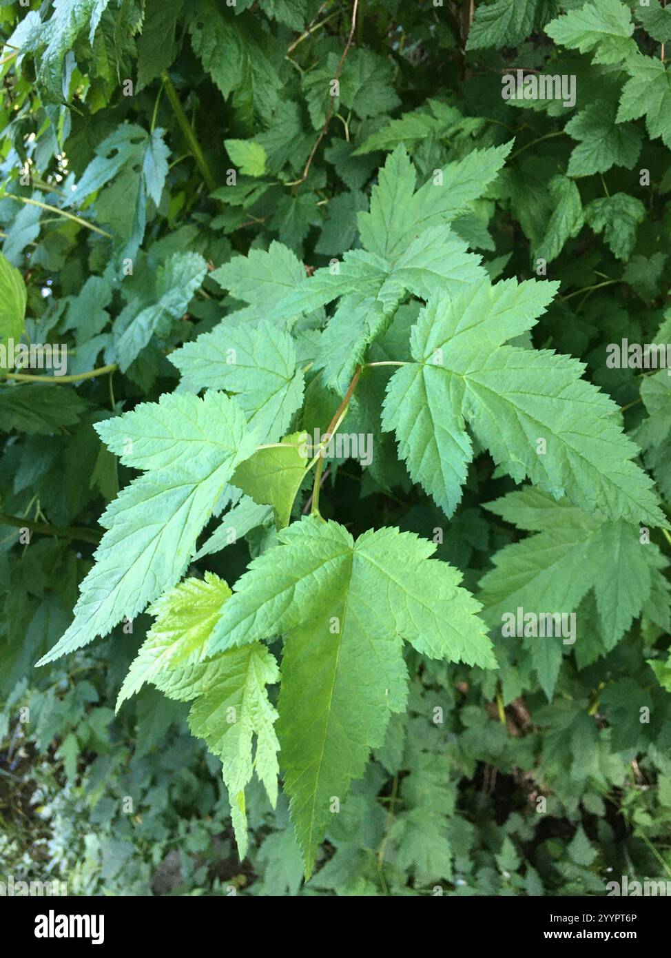 Pacific ninebark (Physocarpus capitatus Stock Photo - Alamy