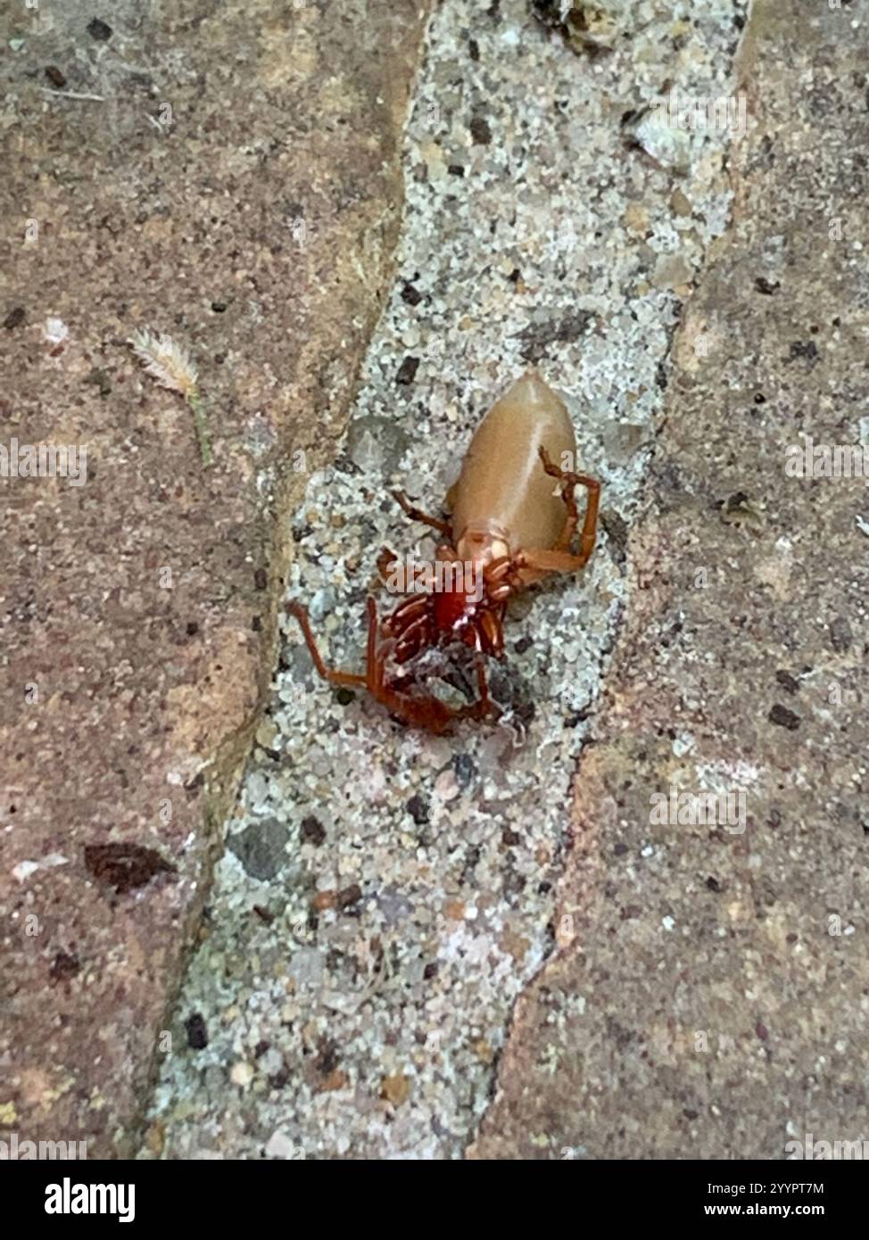 Woodlouse Spider (Dysdera crocata Stock Photo - Alamy