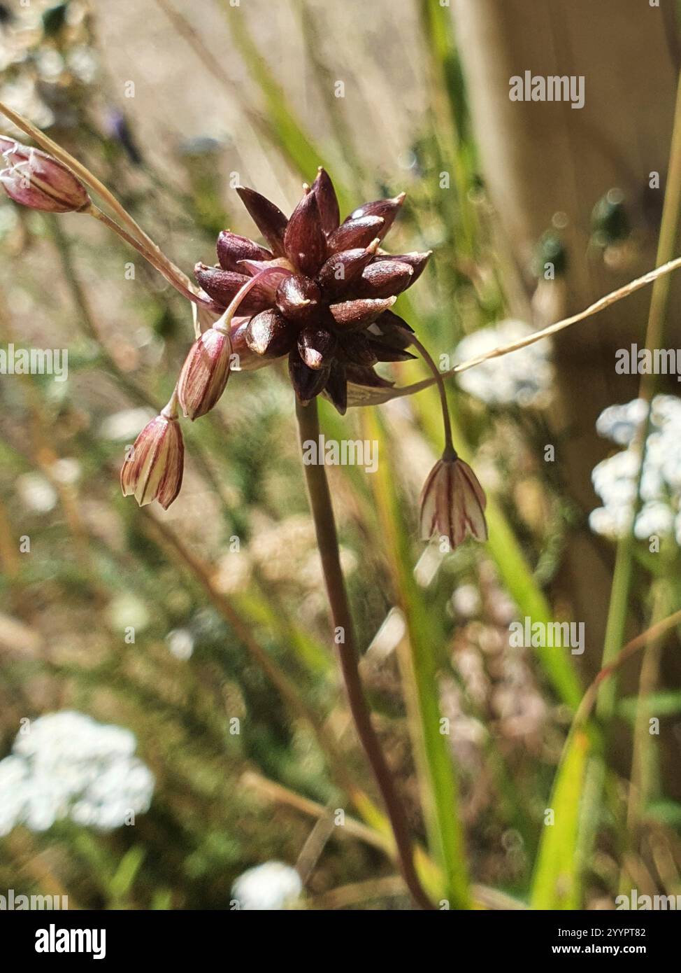 field garlic (Allium oleraceum Stock Photo - Alamy