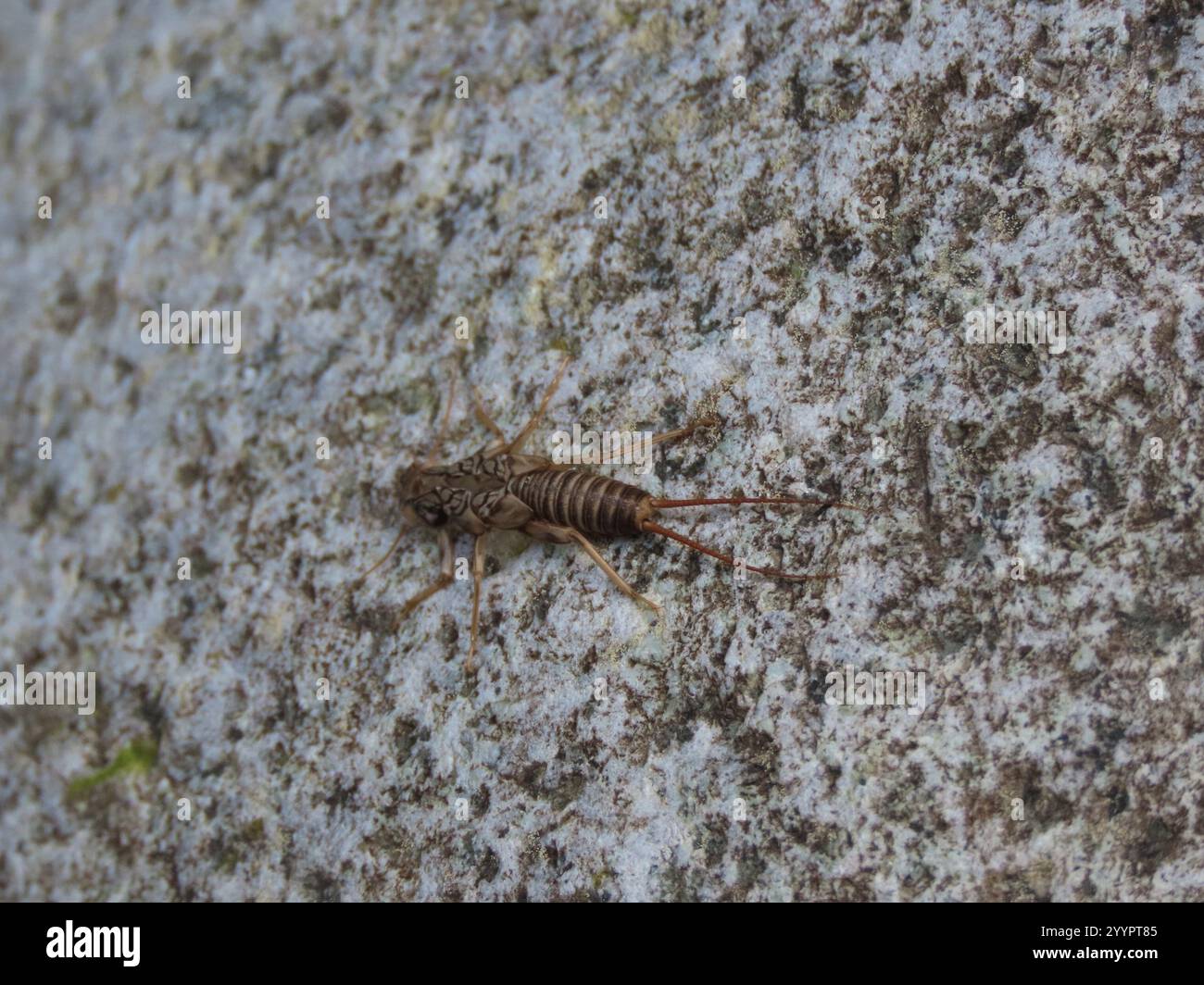 Common Stoneflies (Perlidae Stock Photo - Alamy