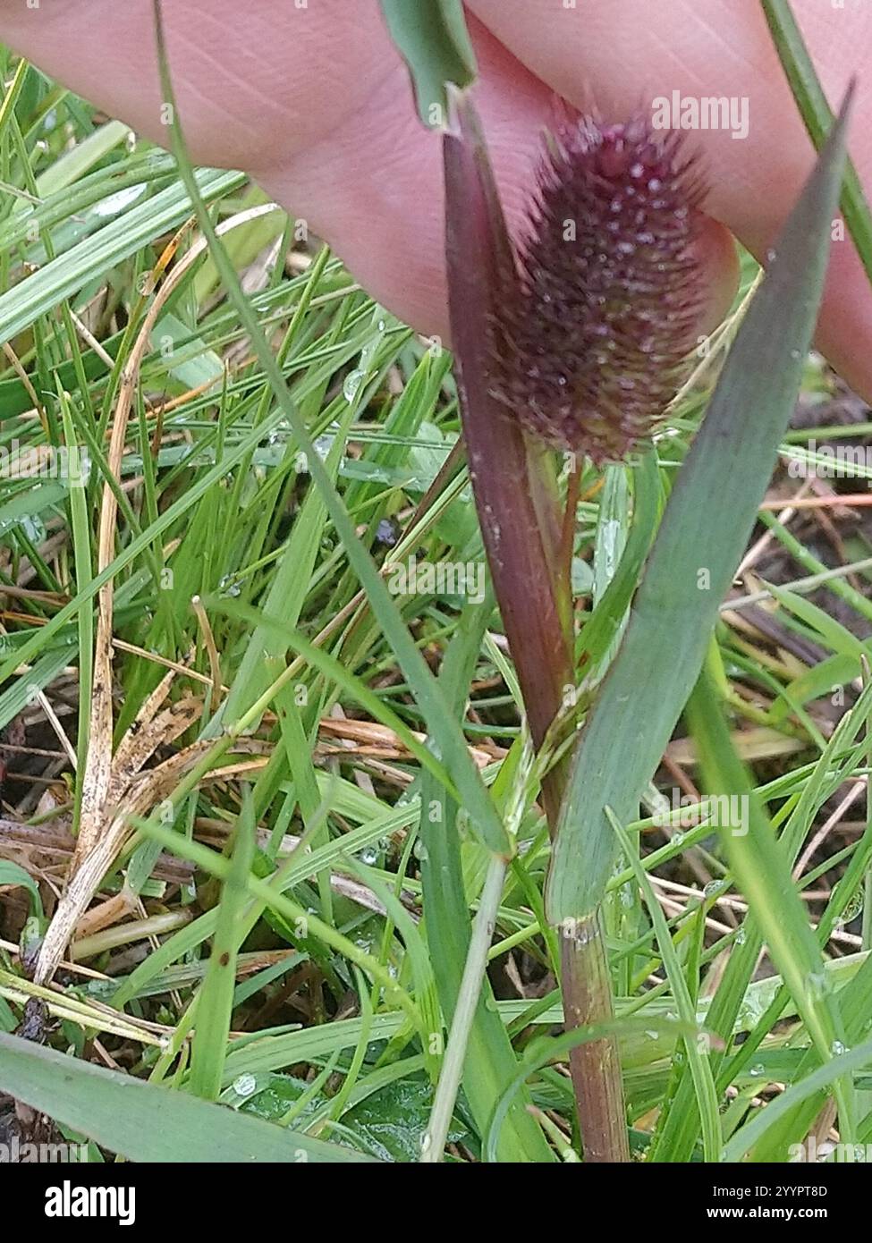 Alpine Timothy (Phleum alpinum Stock Photo - Alamy