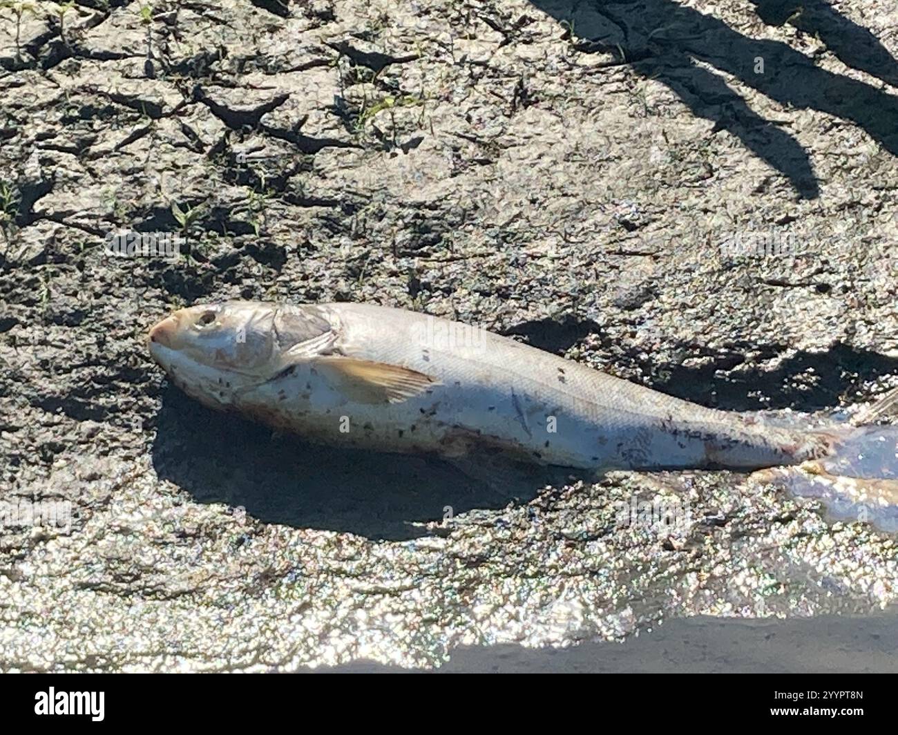 Silver Carp (Hypophthalmichthys molitrix Stock Photo - Alamy