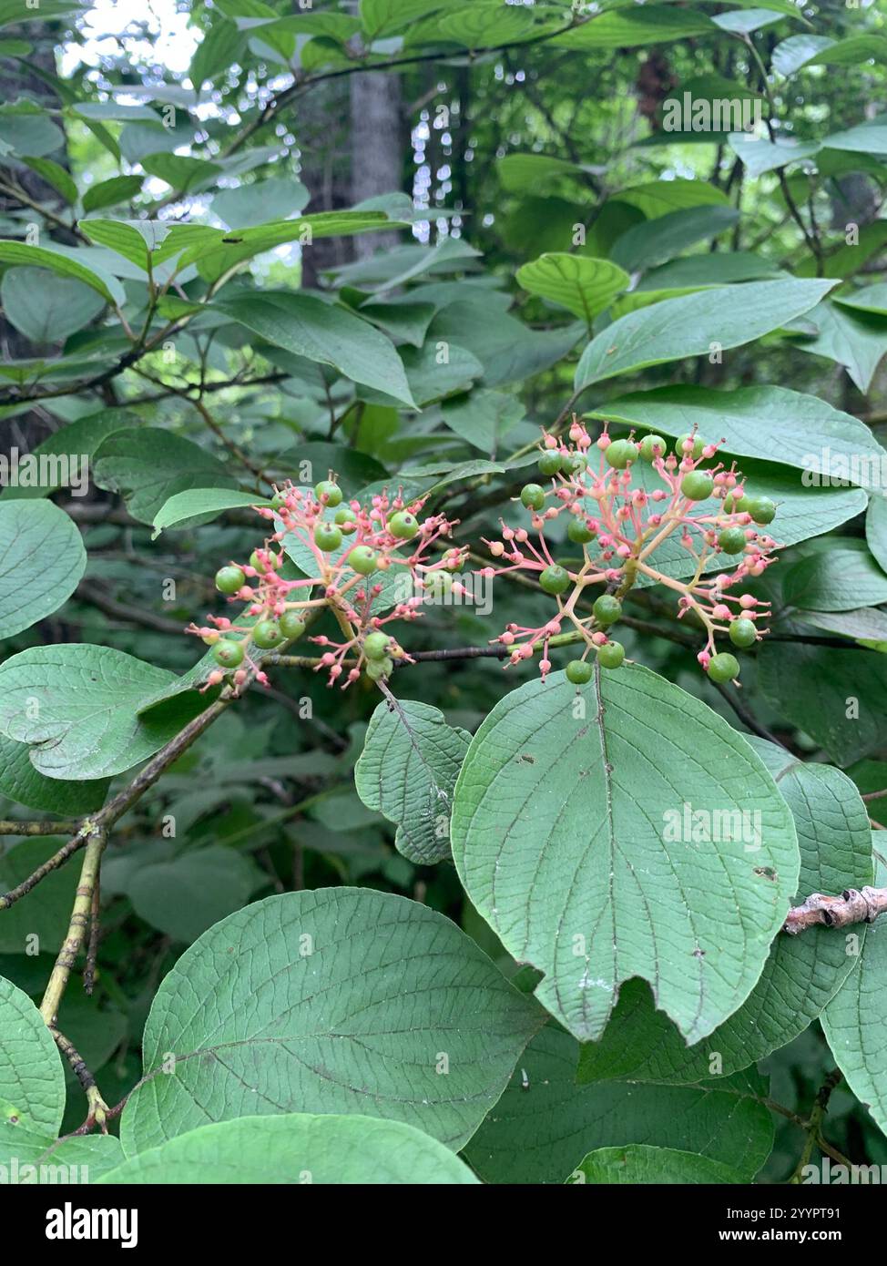 Round-leaved Dogwood (Cornus rugosa Stock Photo - Alamy