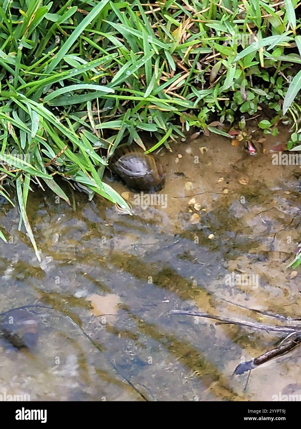 Common Apple Snails (Pomacea Stock Photo - Alamy