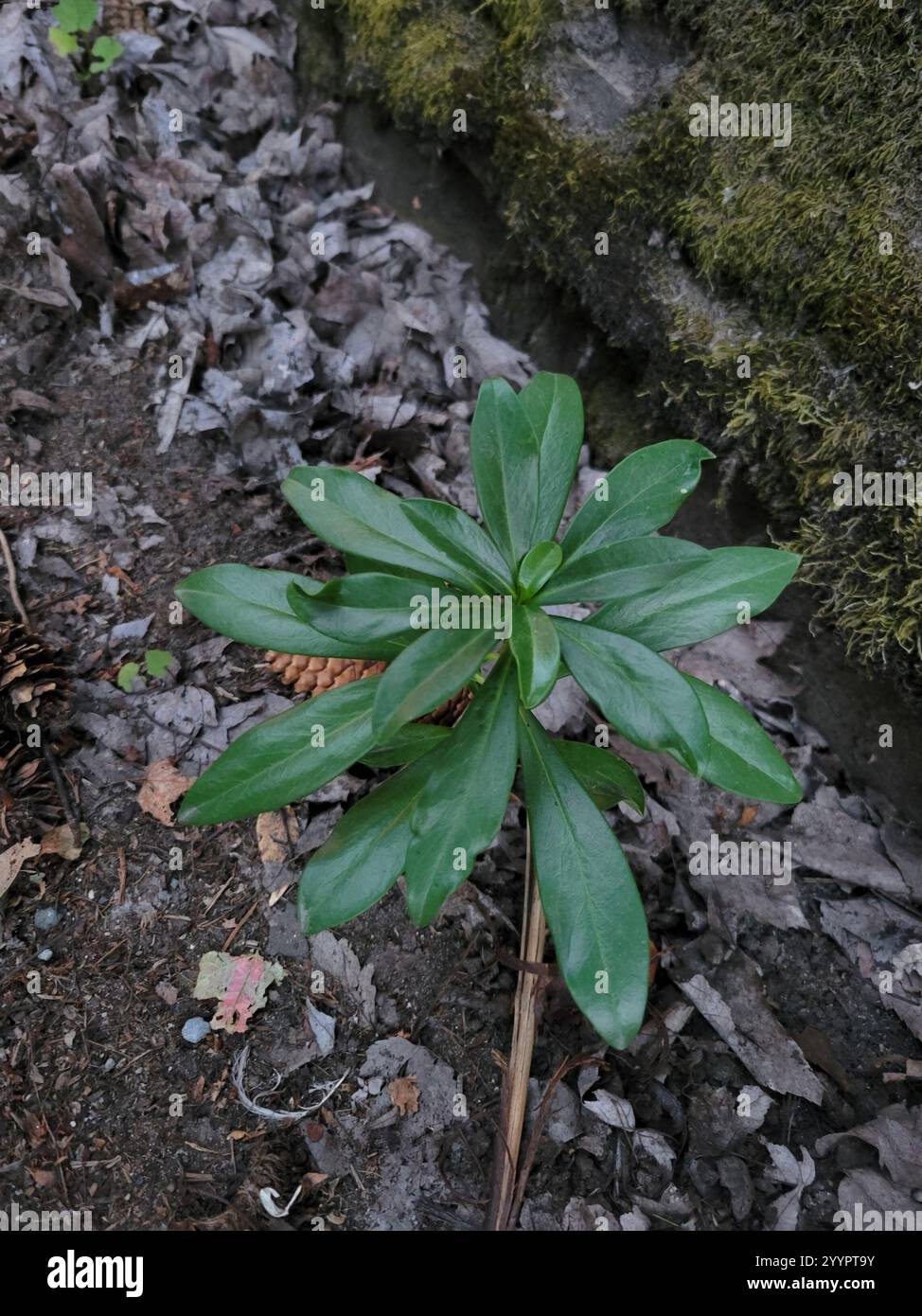 Spurge-laurel (Daphne laureola Stock Photo - Alamy