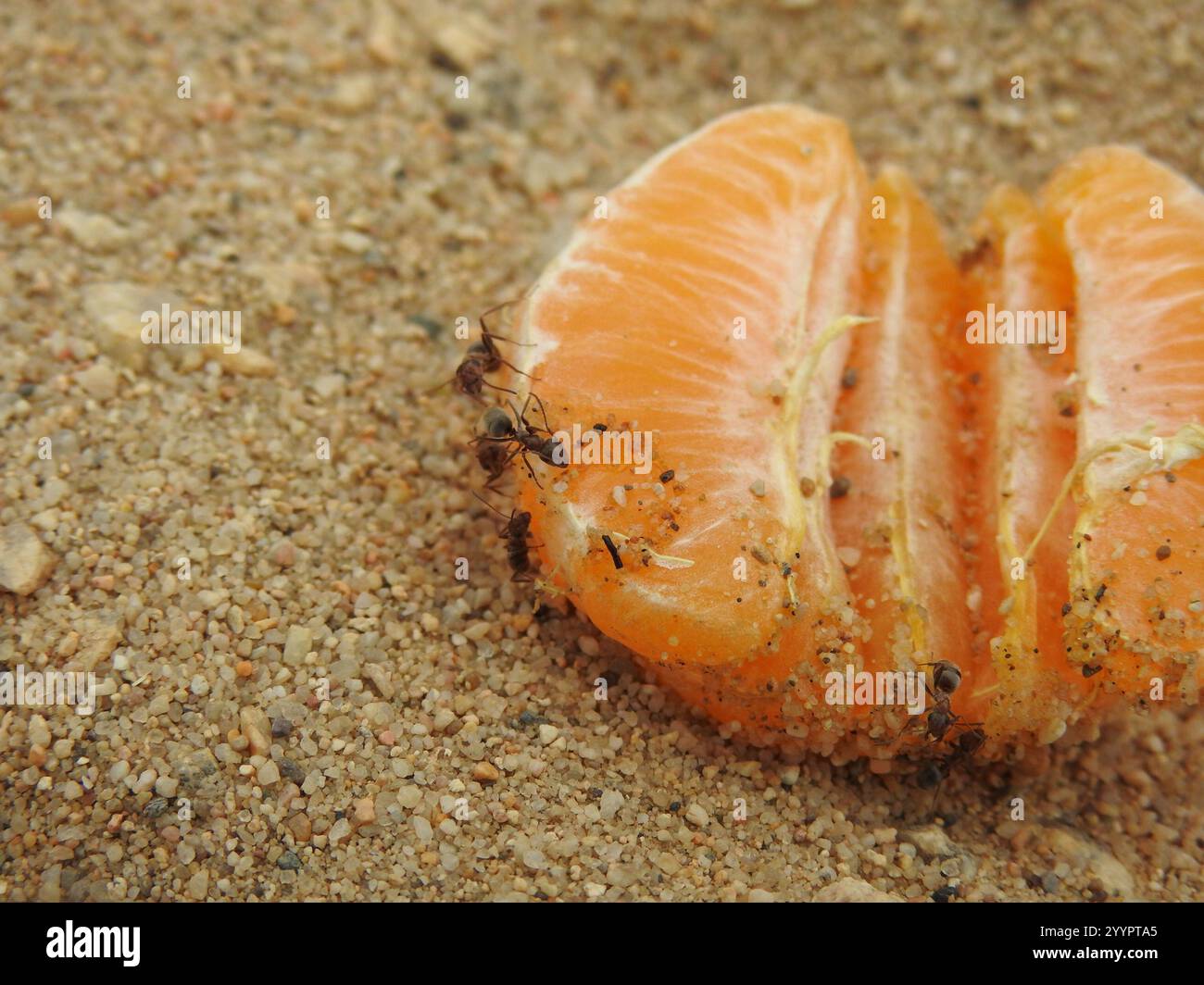 fusca-group Field Ants and Allies (Formica fusca Stock Photo - Alamy