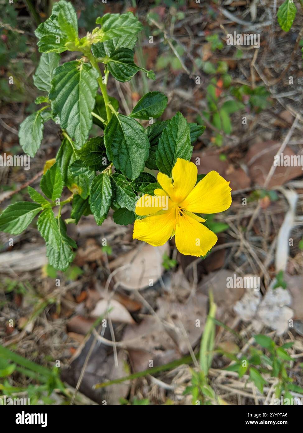 Yellow alder (Turnera ulmifolia Stock Photo - Alamy