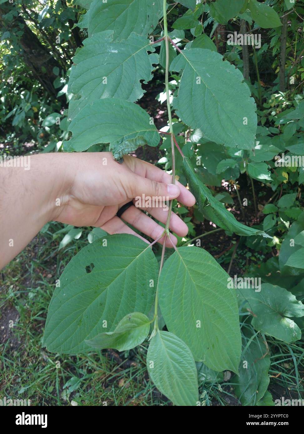Round-leaved Dogwood (Cornus rugosa Stock Photo - Alamy