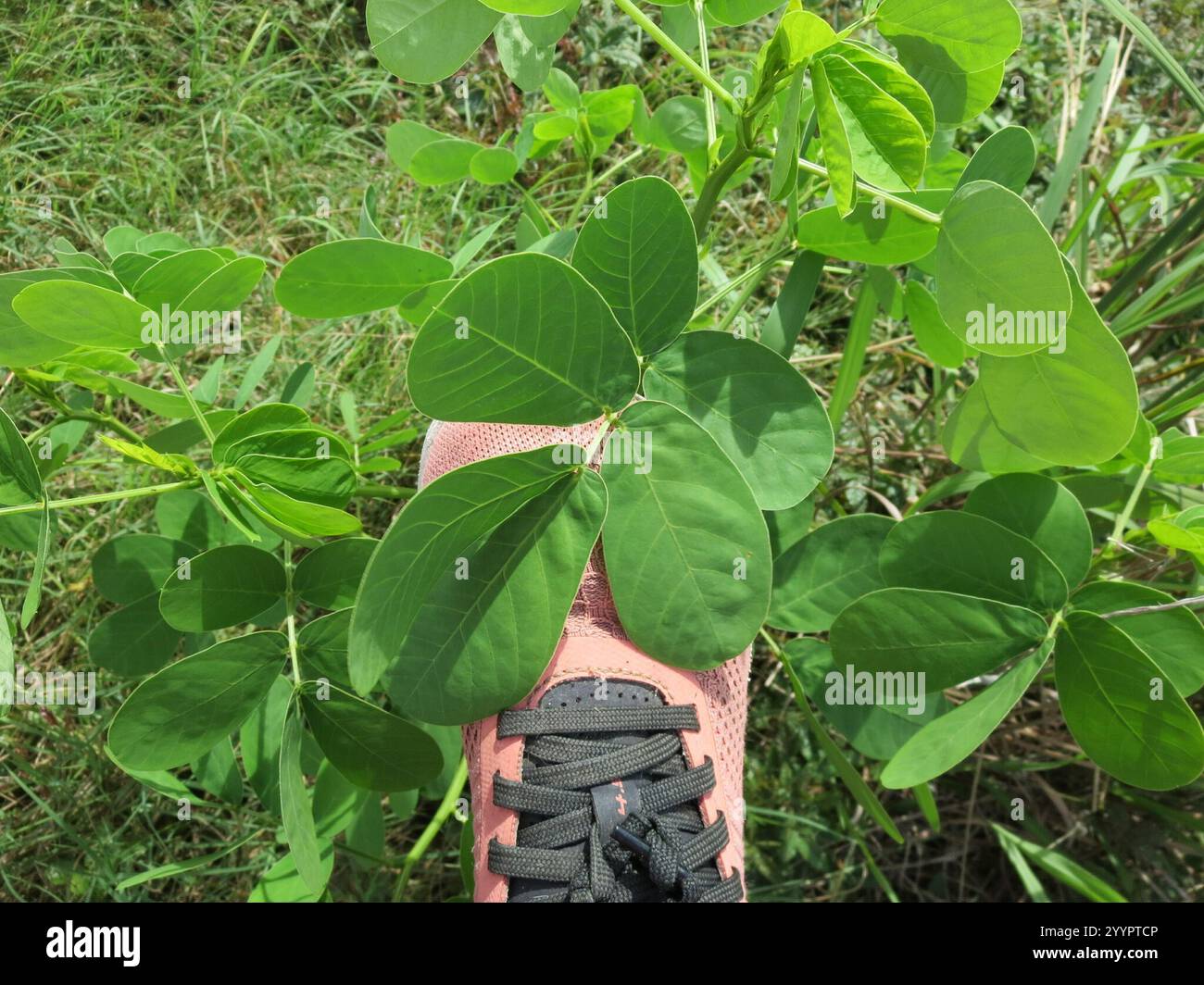 American Sicklepod (Senna obtusifolia Stock Photo - Alamy