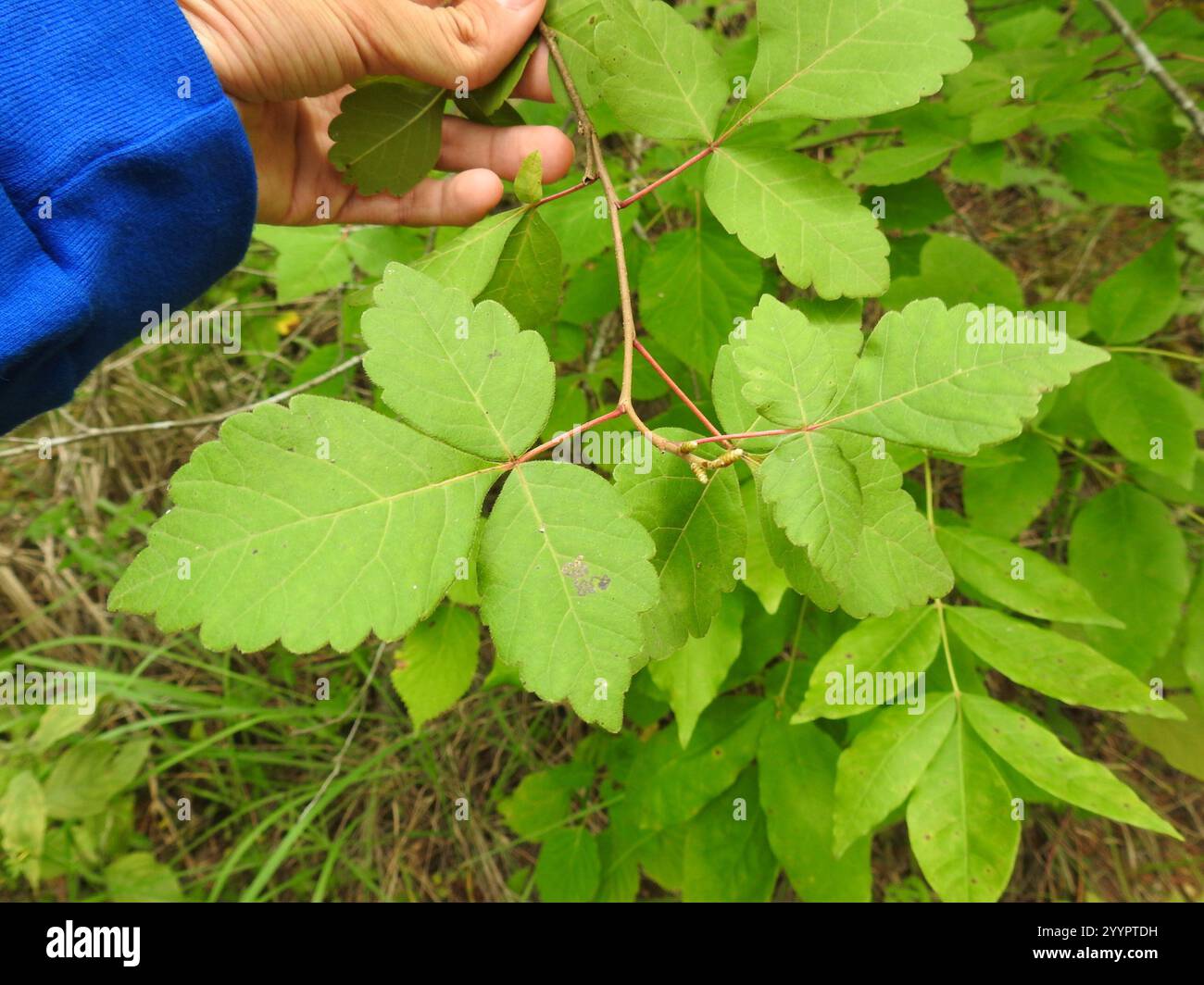 fragrant sumac (Rhus aromatica Stock Photo - Alamy