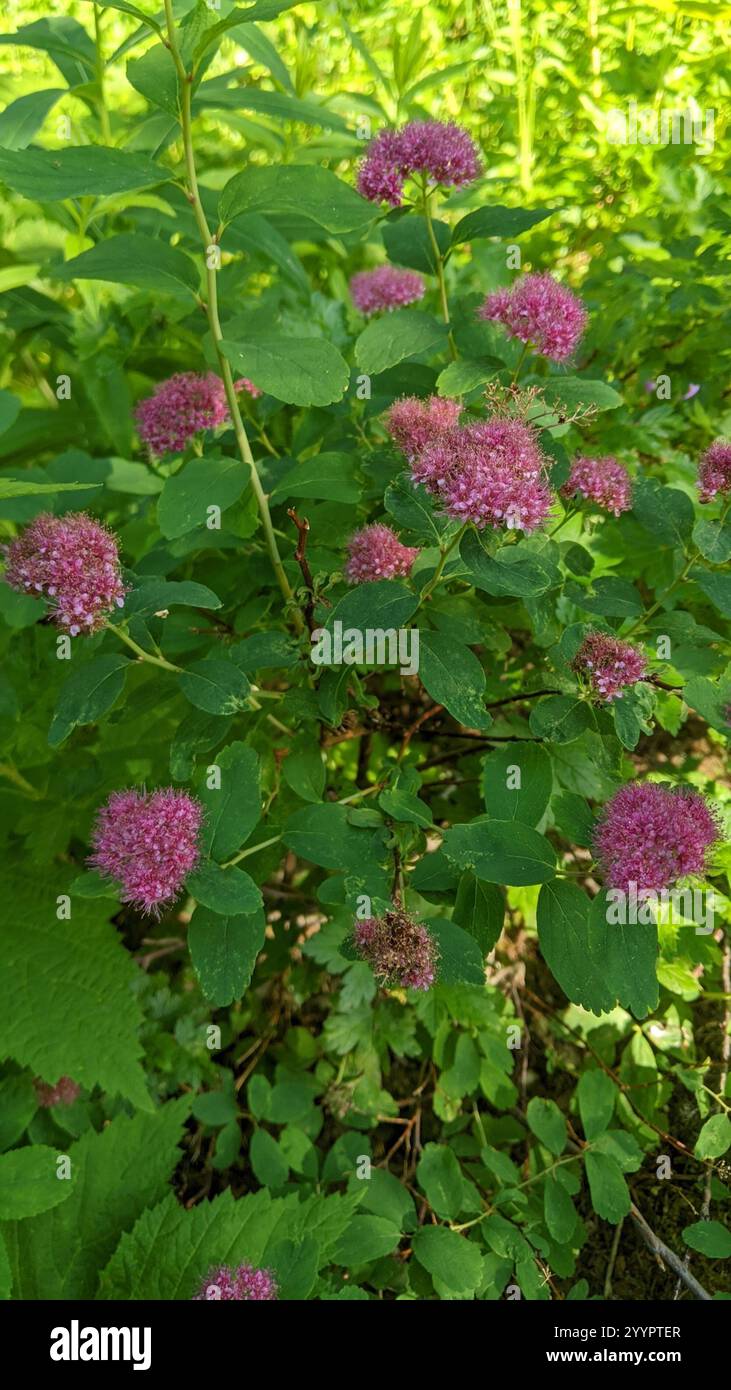 Mountain Spirea (Spiraea splendens Stock Photo - Alamy
