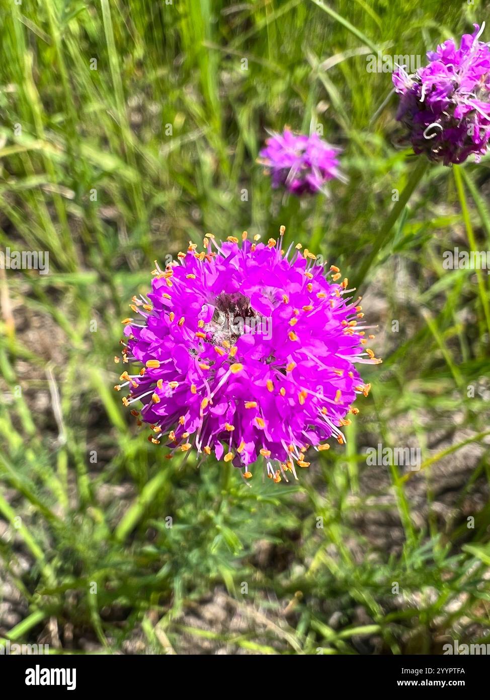 purple prairie clover (Dalea purpurea Stock Photo - Alamy