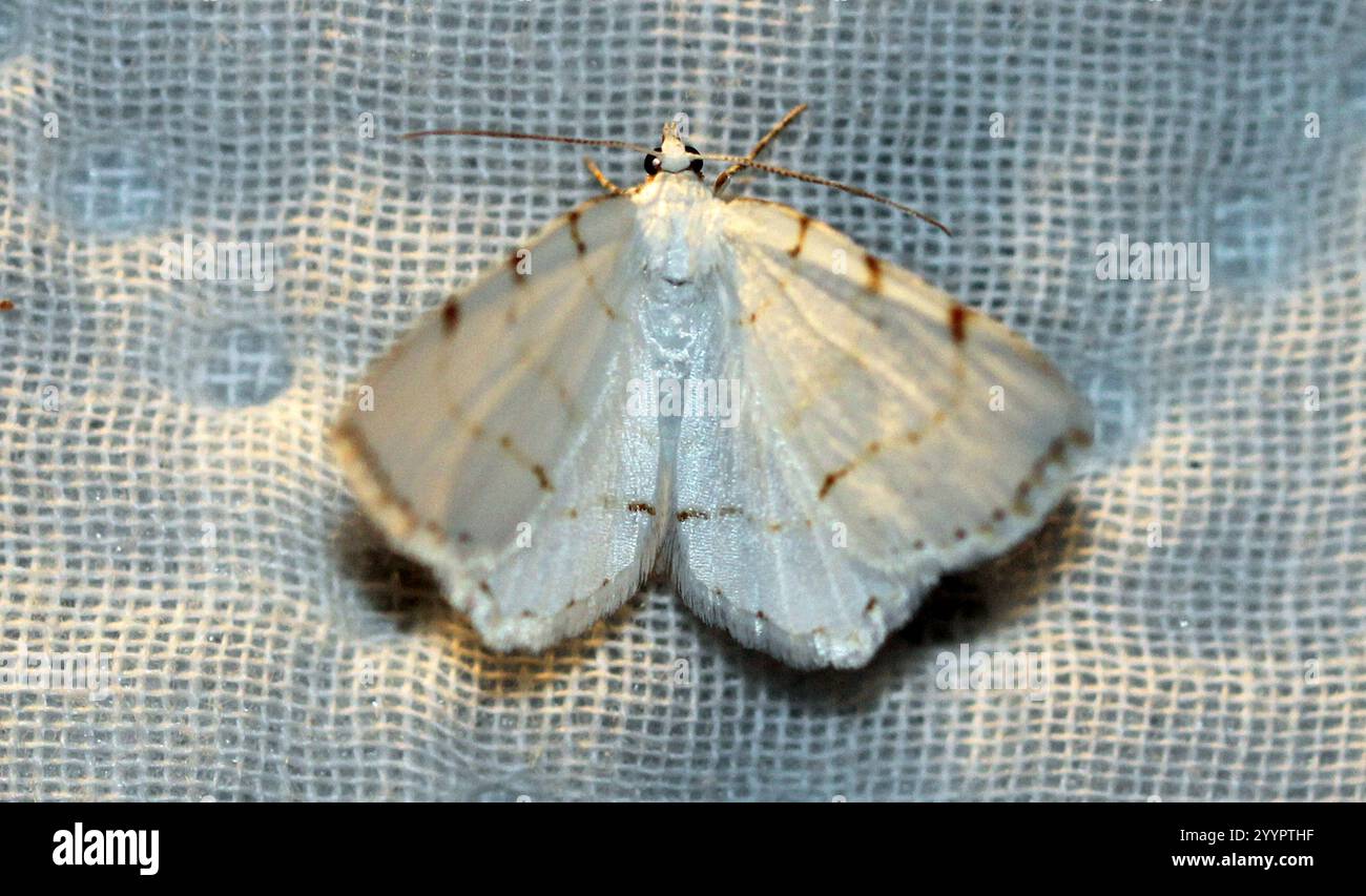 Lesser Maple Spanworm Moth (Macaria pustularia Stock Photo - Alamy