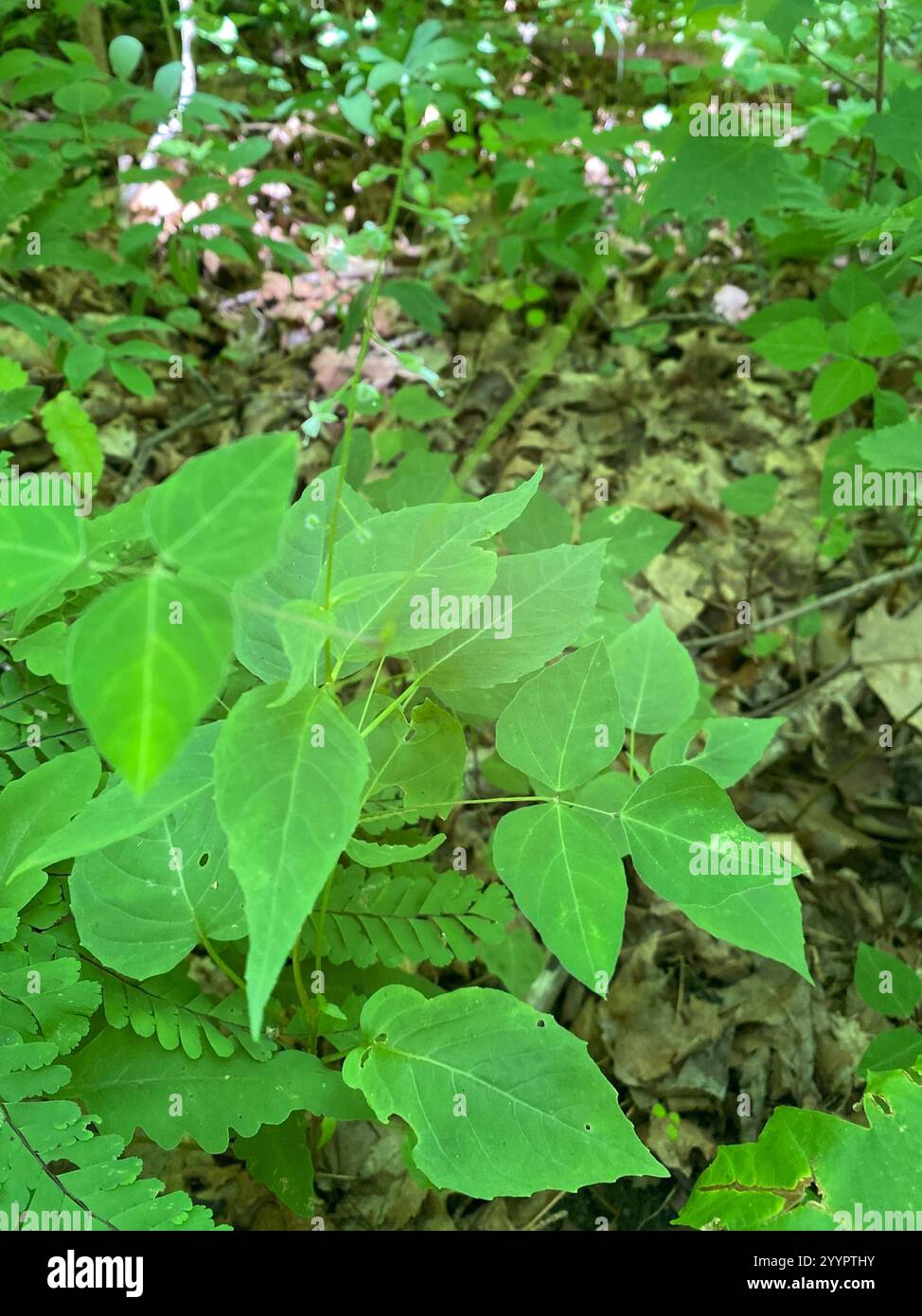 broadleaf enchanter's nightshade (Circaea canadensis Stock Photo - Alamy