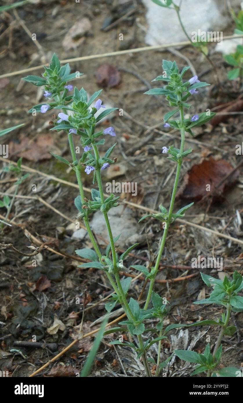basil-thyme (Clinopodium acinos Stock Photo - Alamy