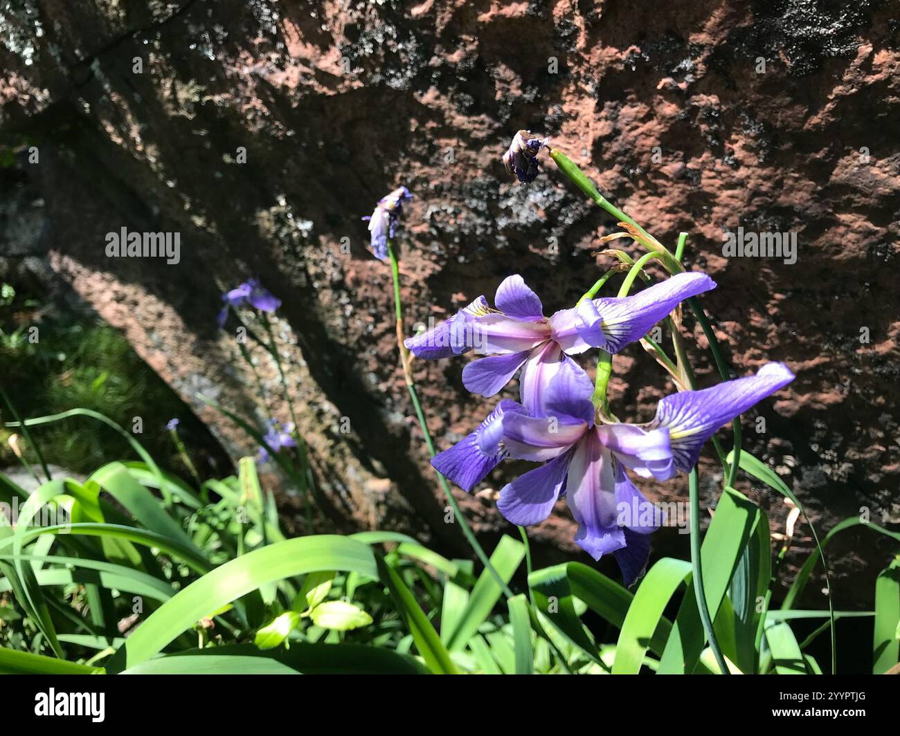 northern blue flag (Iris versicolor Stock Photo - Alamy