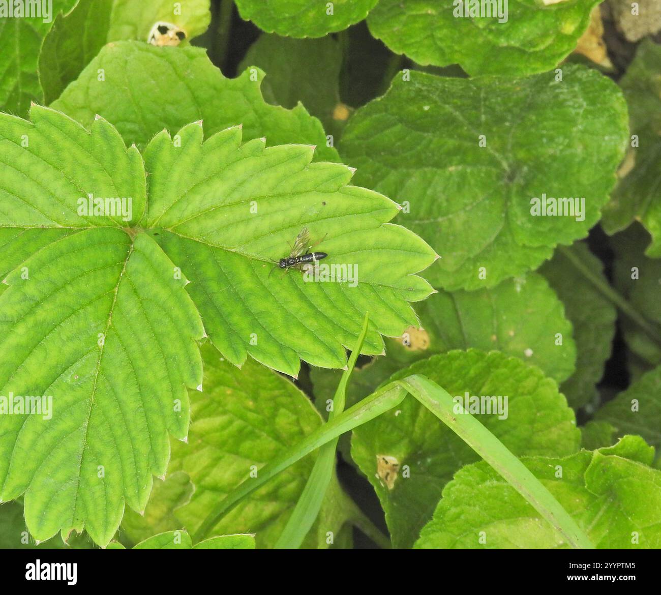 Allantus hi-res stock photography and images - Alamy