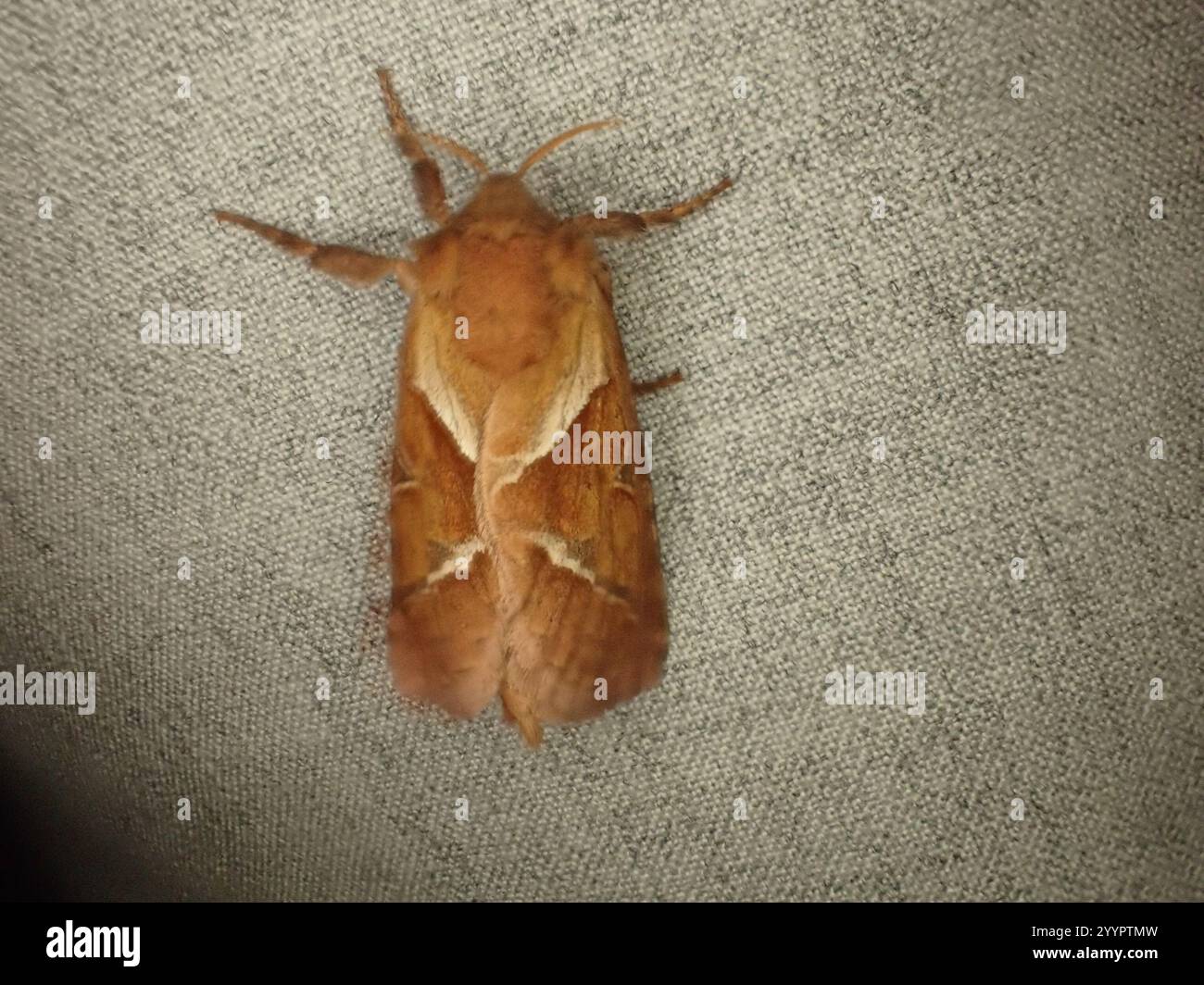 Orange Swift (Triodia sylvina Stock Photo - Alamy Orange Swift (Triodia sylvina Stock Photo - Alamy