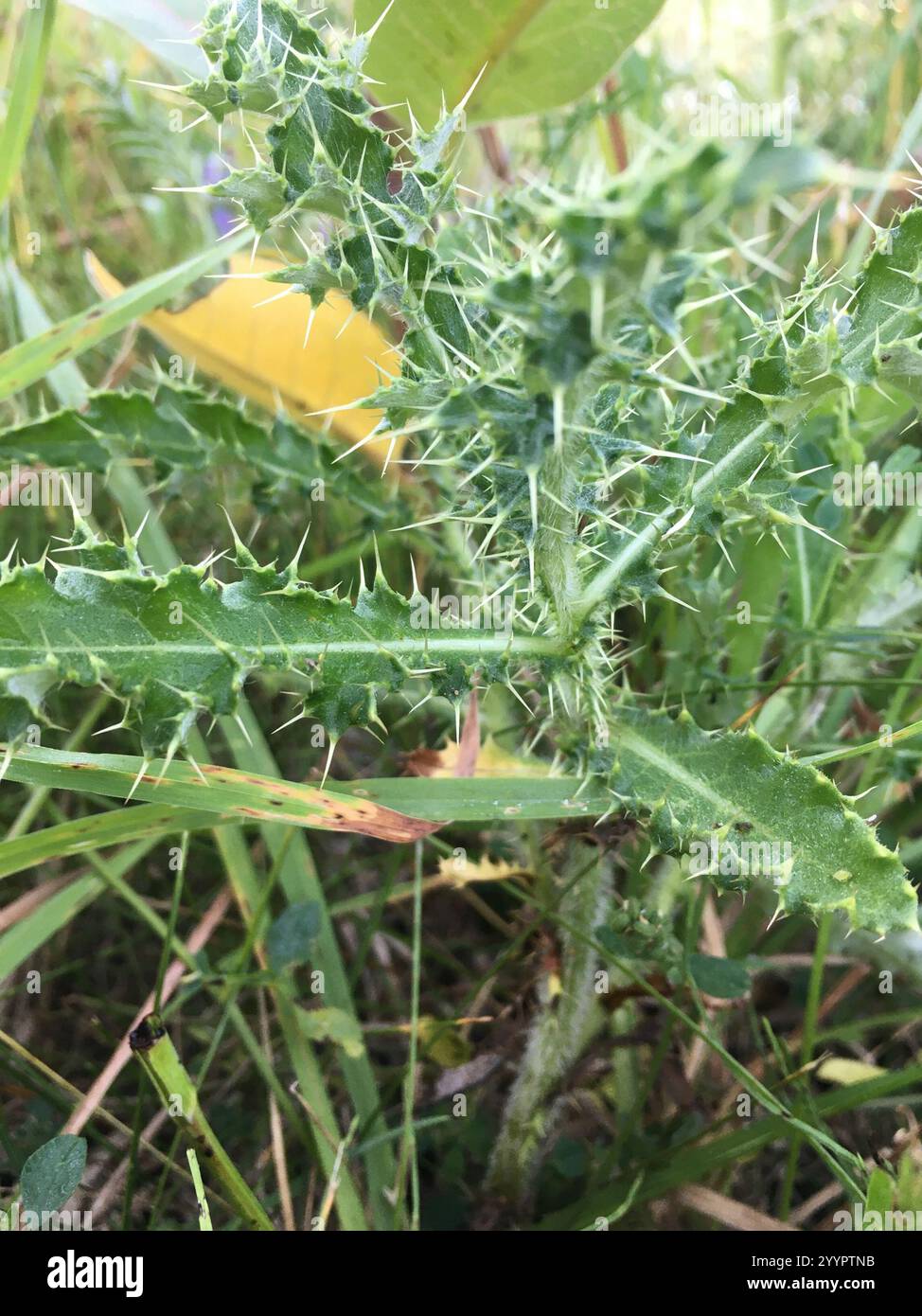 creeping thistle (Cirsium arvense Stock Photo - Alamy