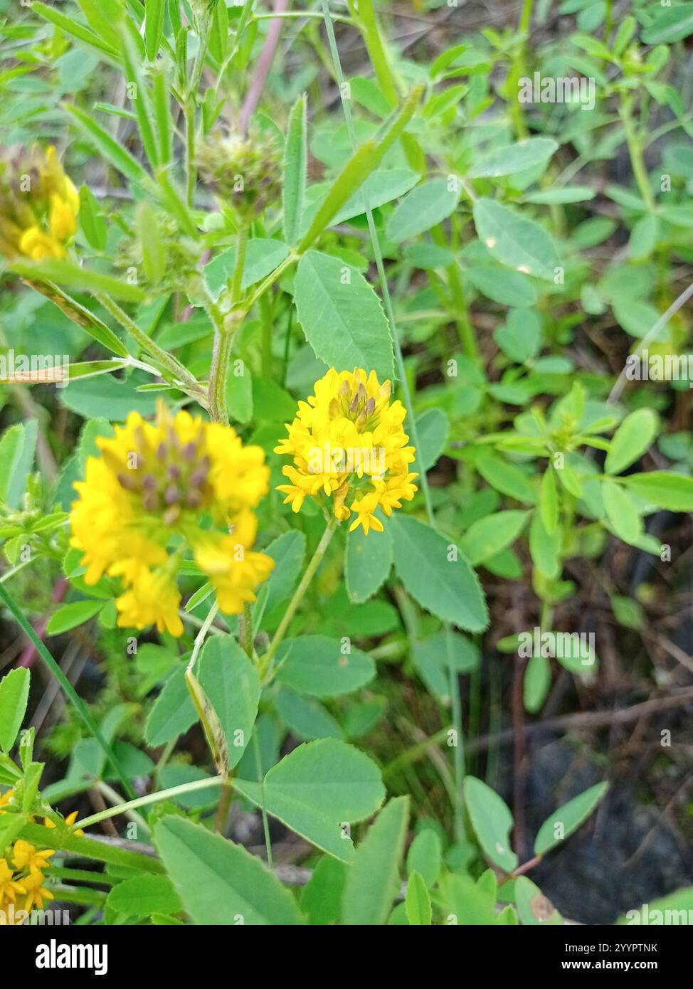 sickle alfalfa (Medicago falcata Stock Photo - Alamy