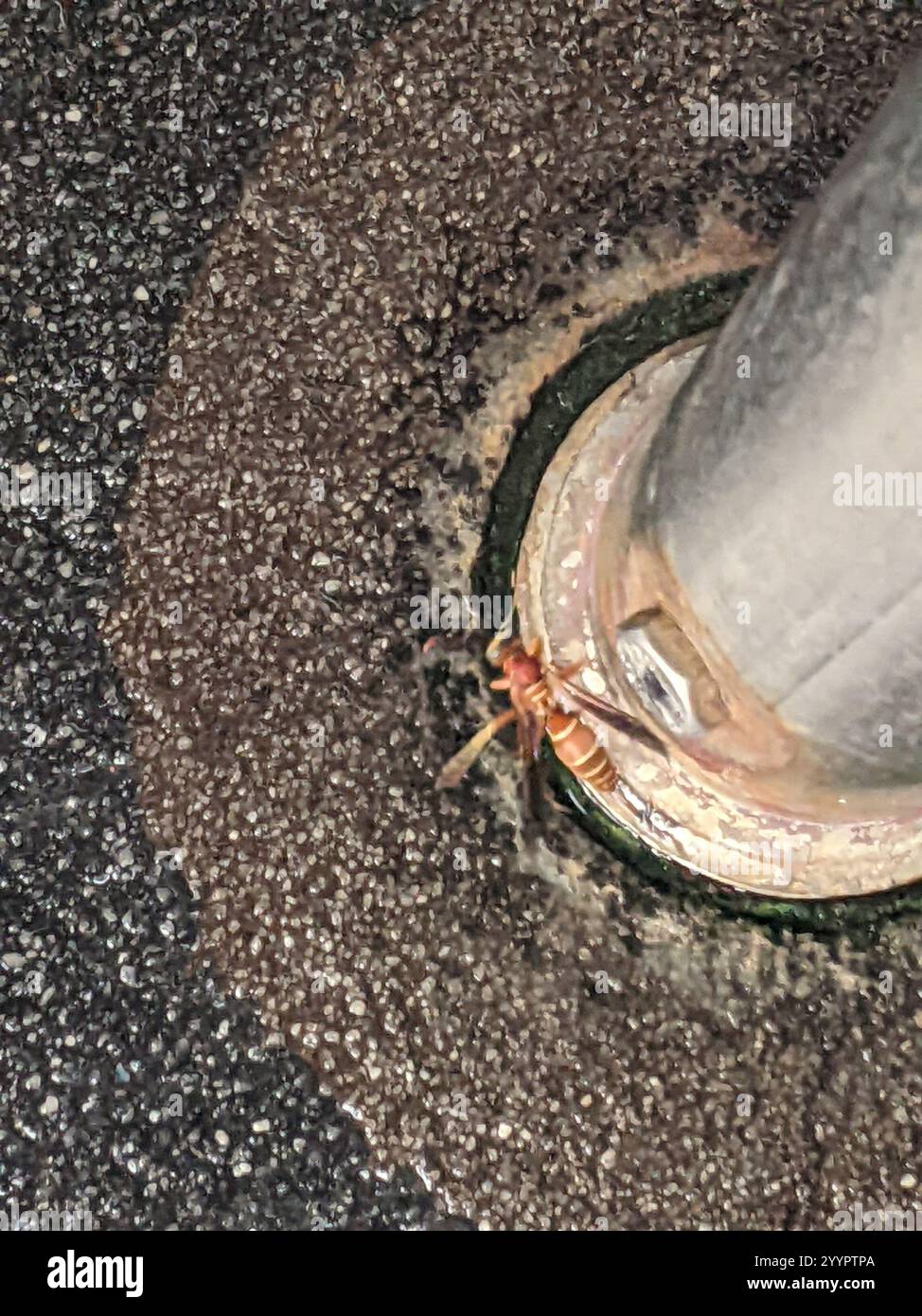 Southern Paper Wasp (Polistes bellicosus Stock Photo - Alamy