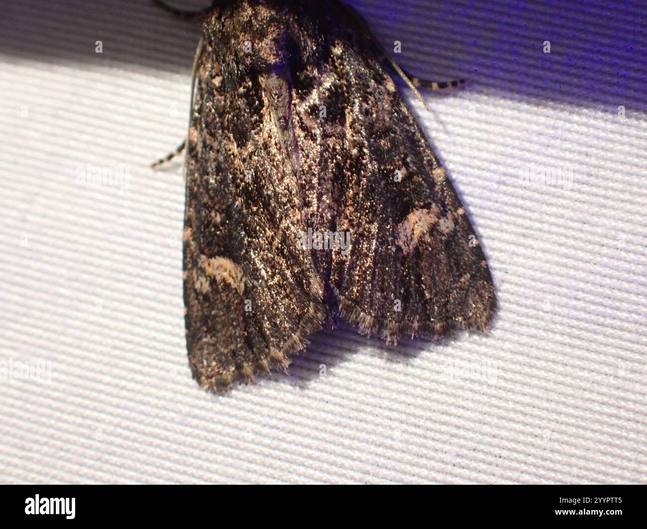 Rusty Shoulder Knot Moth (Aseptis binotata Stock Photo - Alamy