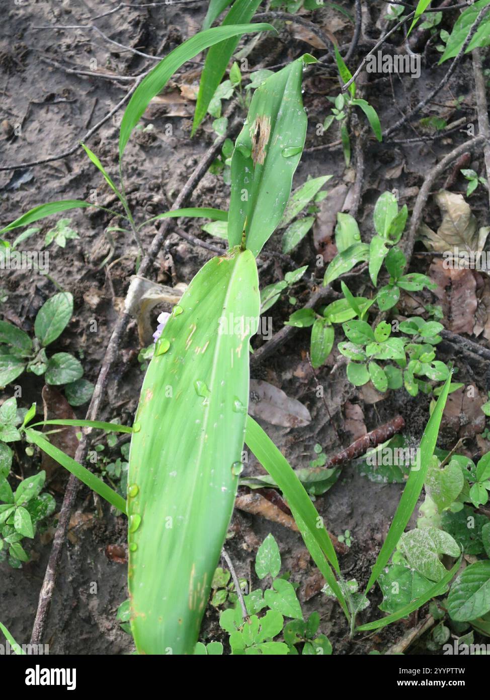 Natal ginger (Siphonochilus aethiopicus Stock Photo - Alamy