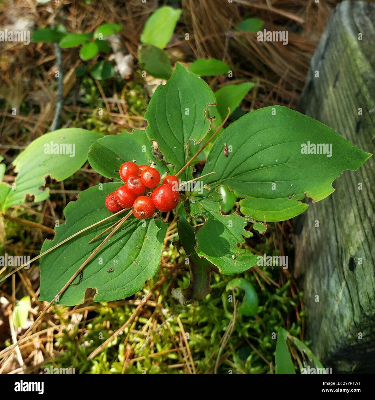 Canadian bunchberry (Cornus canadensis Stock Photo - Alamy