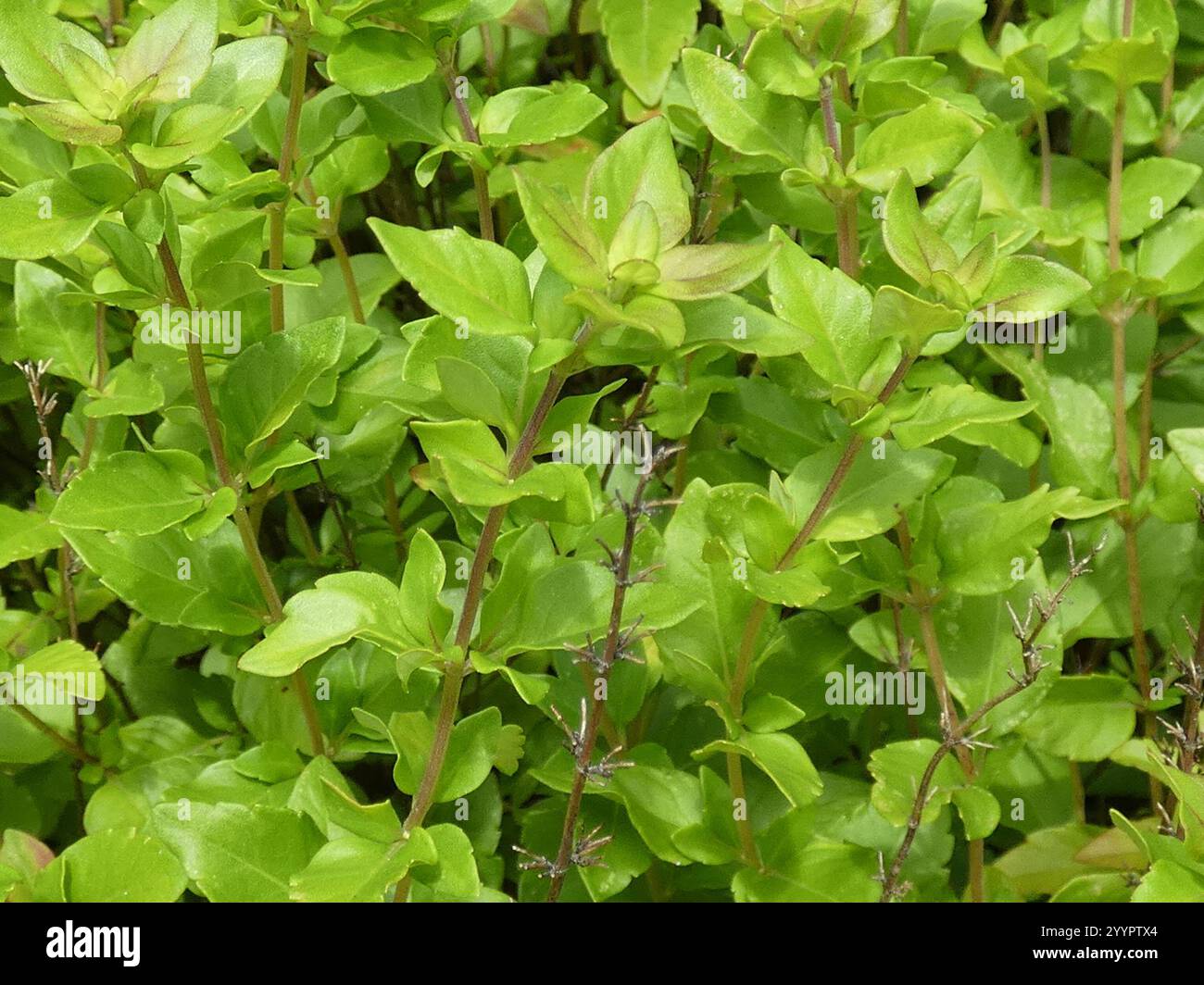 Georgia calamint (Clinopodium carolinianum Stock Photo - Alamy