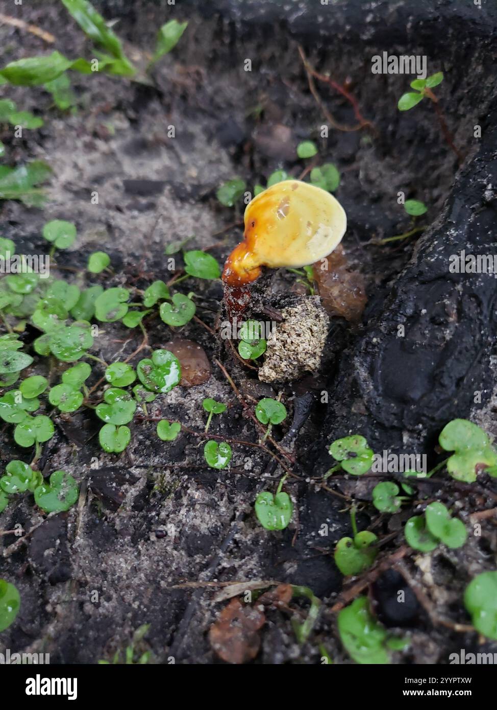 golden reishi (Ganoderma curtisii Stock Photo - Alamy
