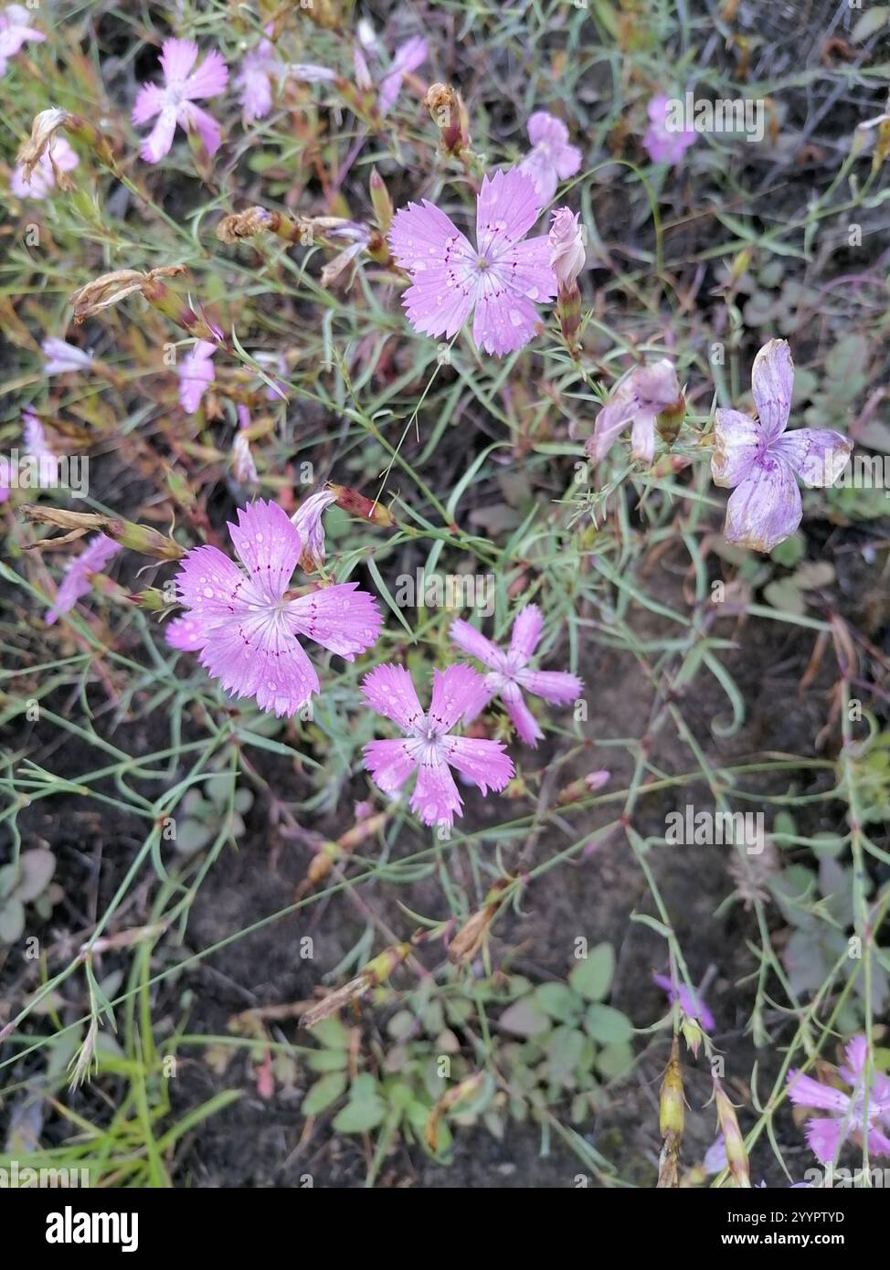 Chinese-pink (Dianthus chinensis Stock Photo - Alamy