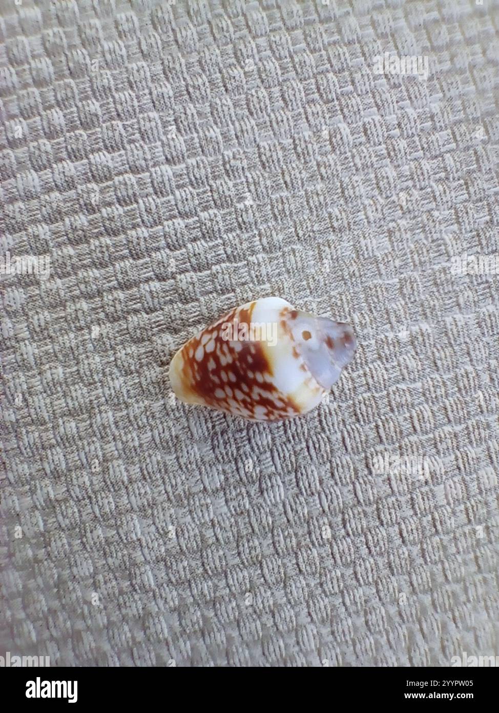 Rustic Dove-shell (Columbella rustica Stock Photo - Alamy