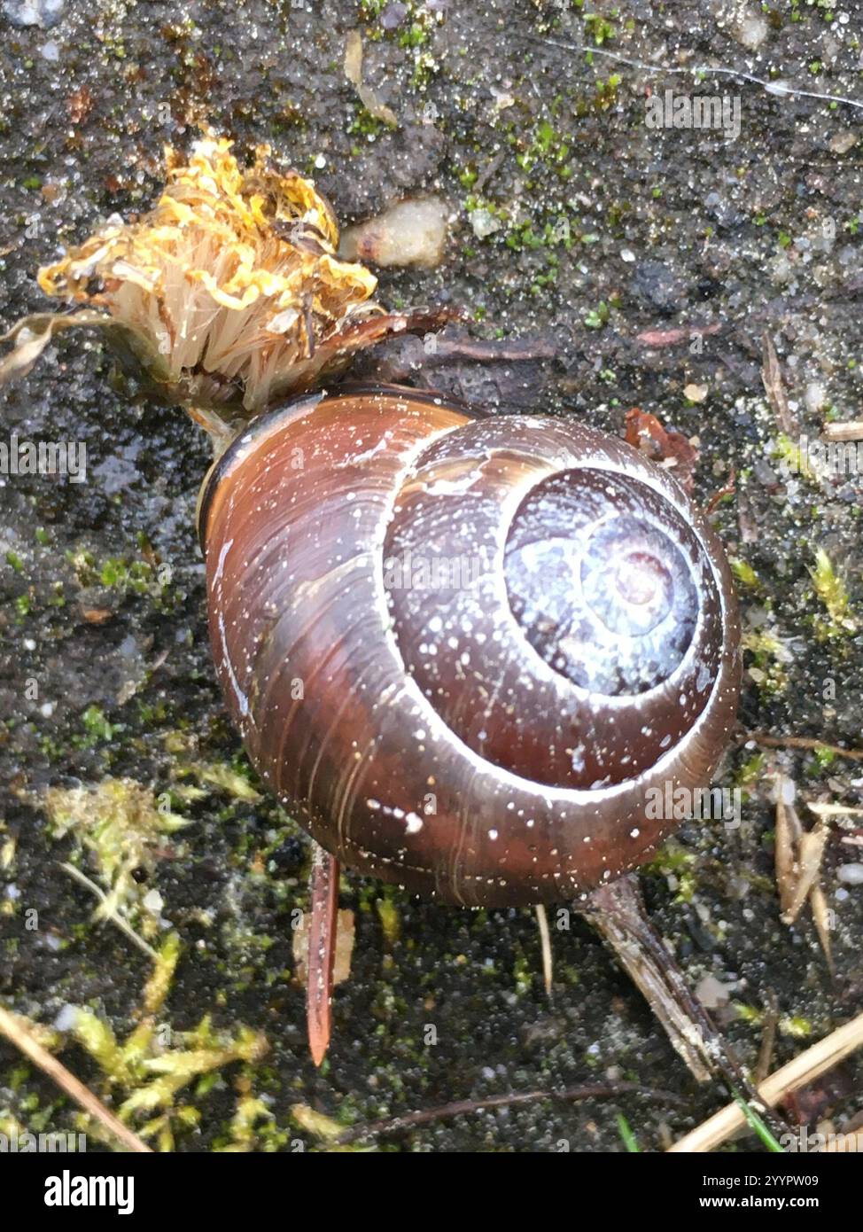 Brown-lipped Snail (Cepaea nemoralis Stock Photo - Alamy