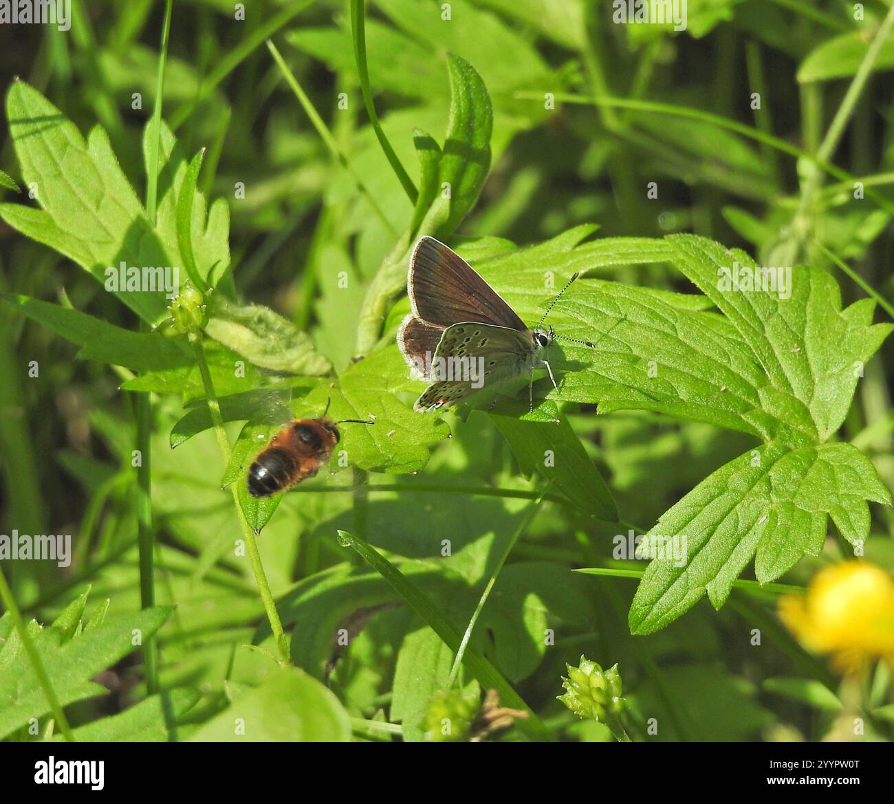 Common Digger Bees (Anthophora Stock Photo - Alamy